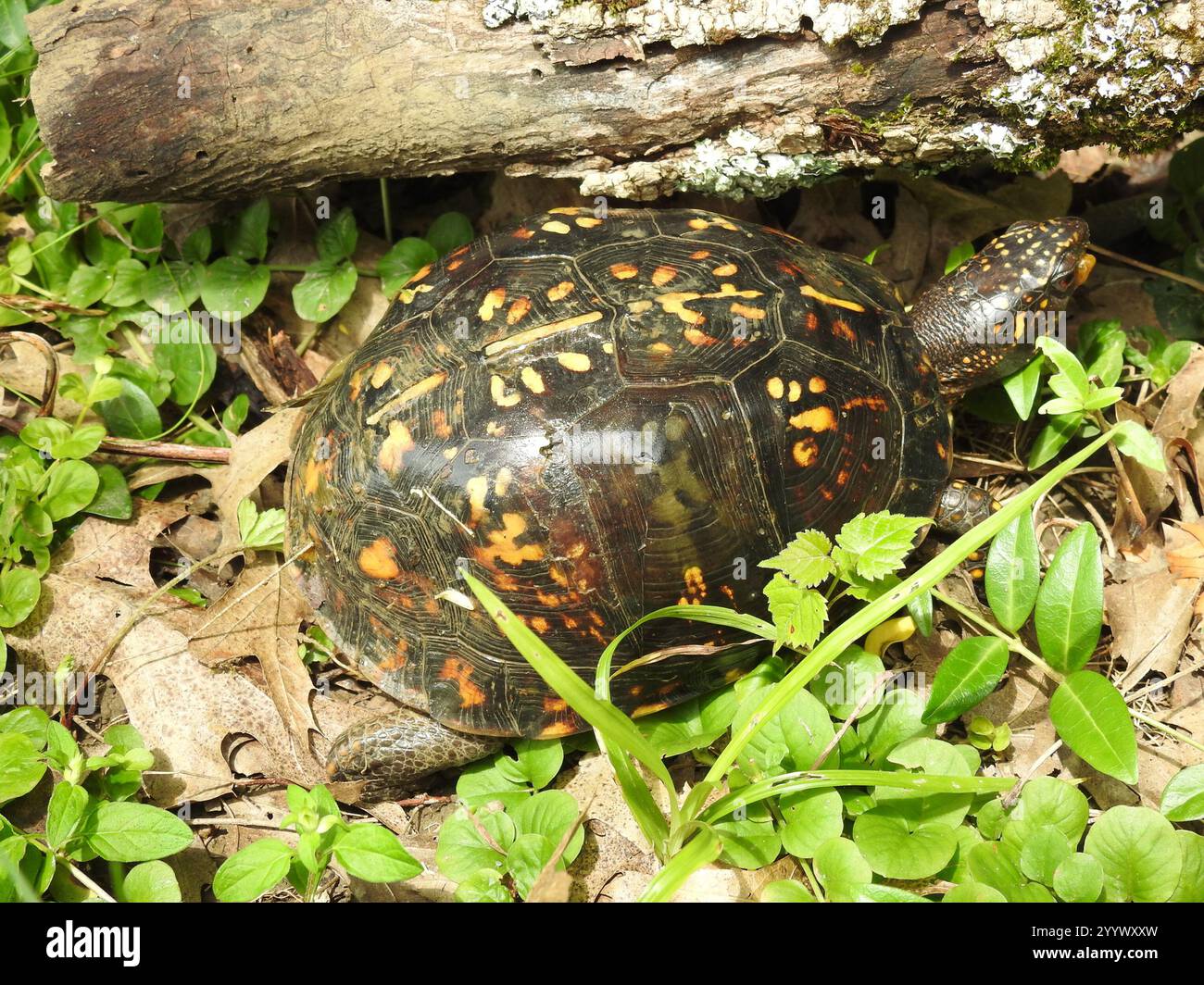 Eastern Box Turtle (Terrapene carolina carolina Stock Photo - Alamy
