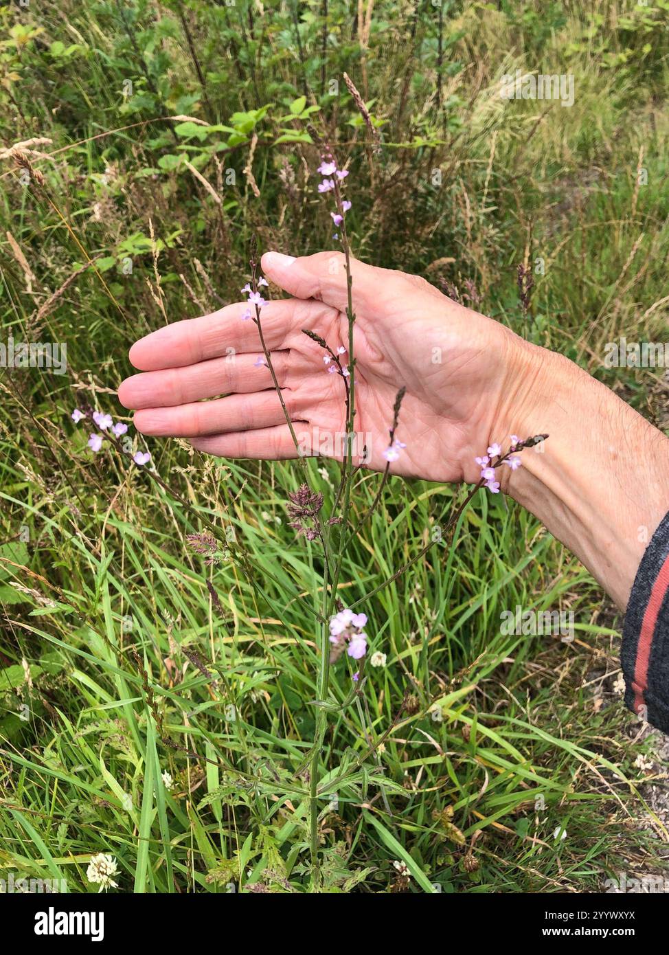 Common vervain (Verbena officinalis Stock Photo - Alamy