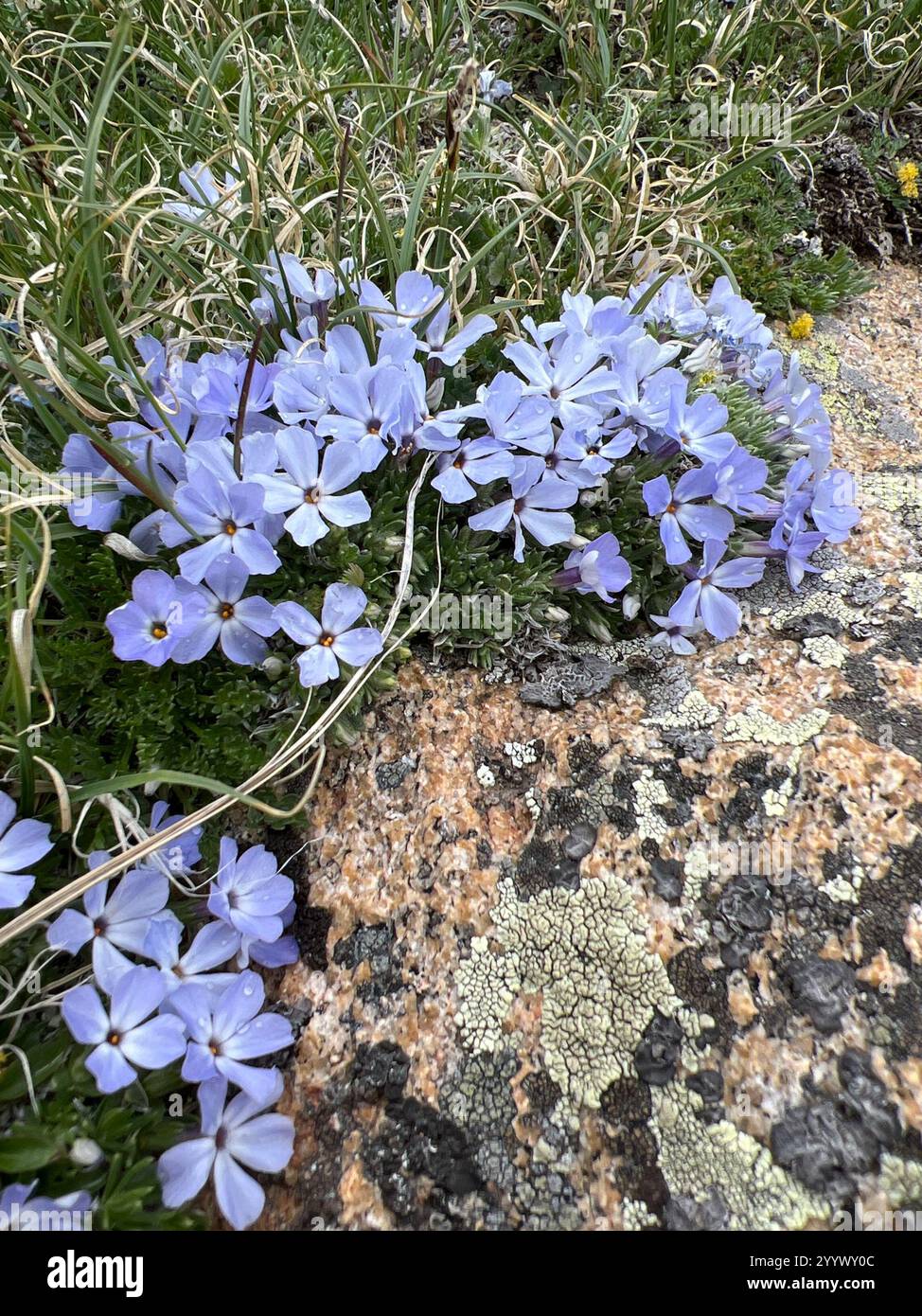 dwarf phlox (Phlox condensata Stock Photo - Alamy