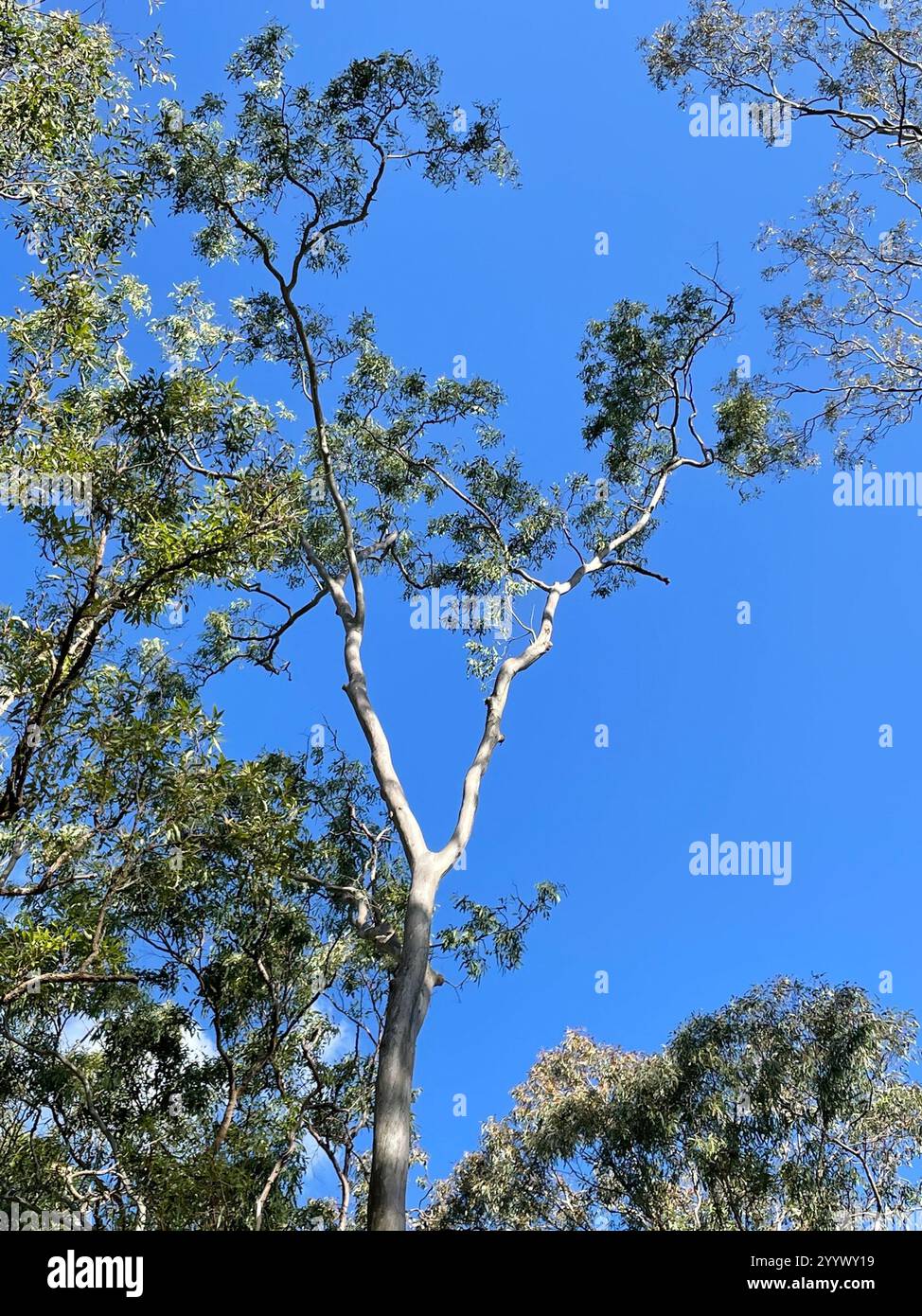 Carbeen (Corymbia tessellaris Stock Photo - Alamy