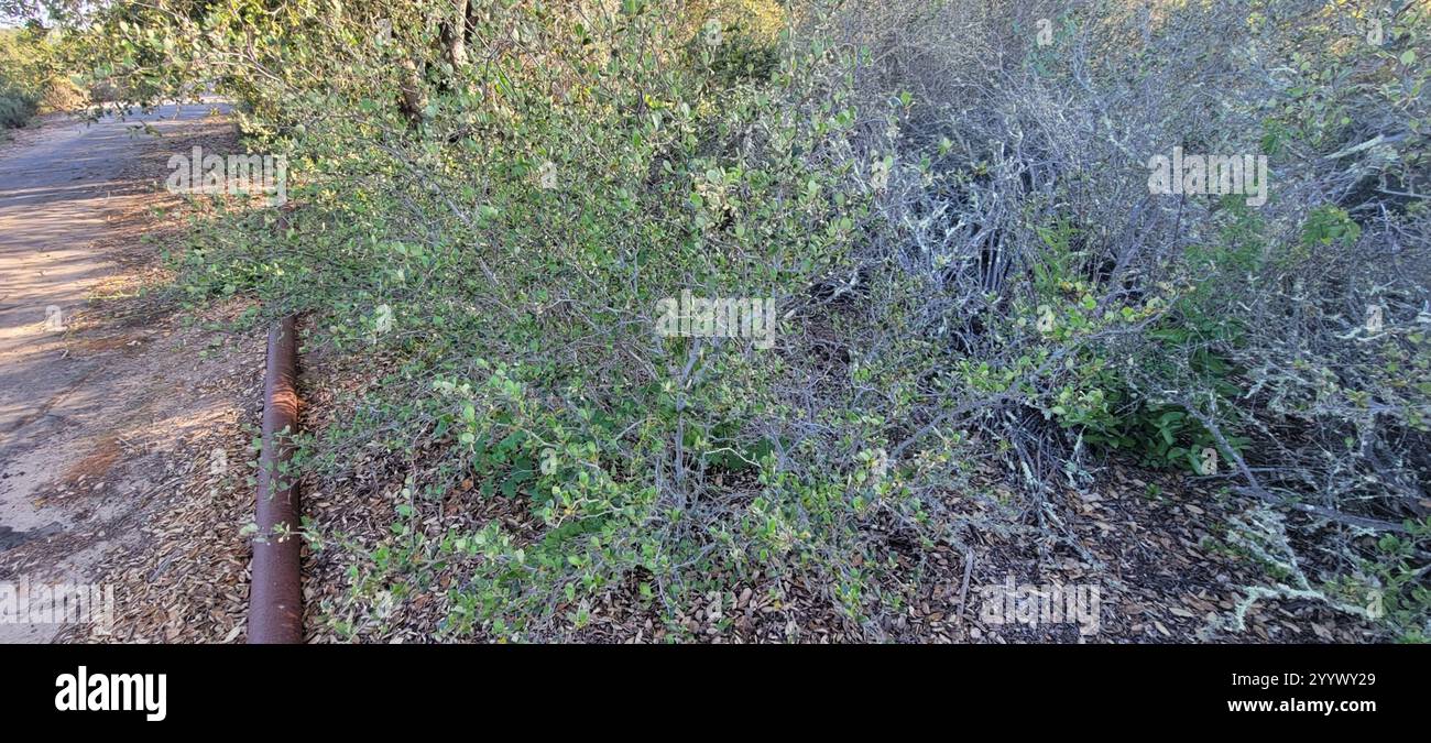 Birchleaf Mountain Mahogany (Cercocarpus betuloides Stock Photo - Alamy