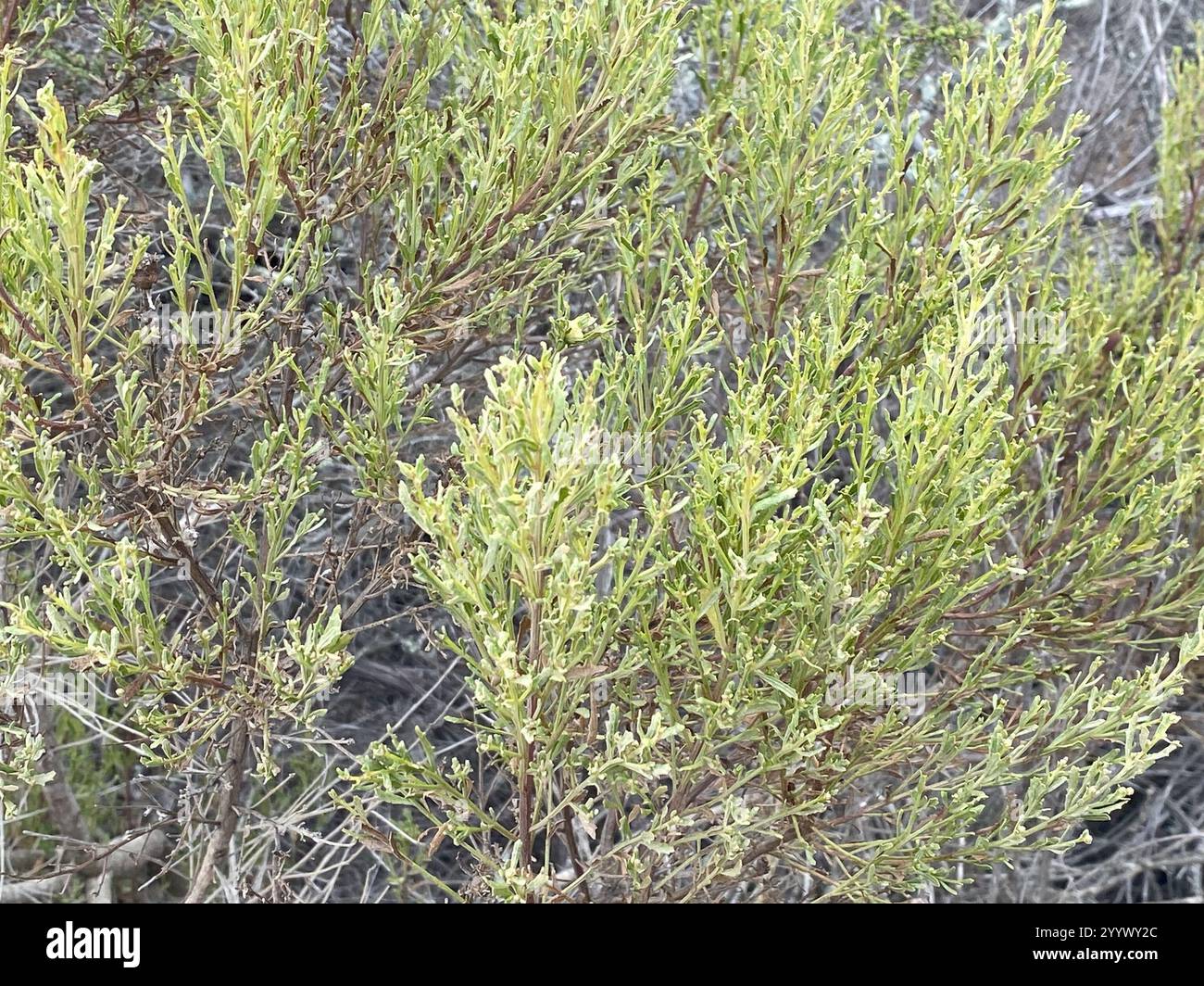 Desert Broom (Baccharis sarothroides Stock Photo - Alamy