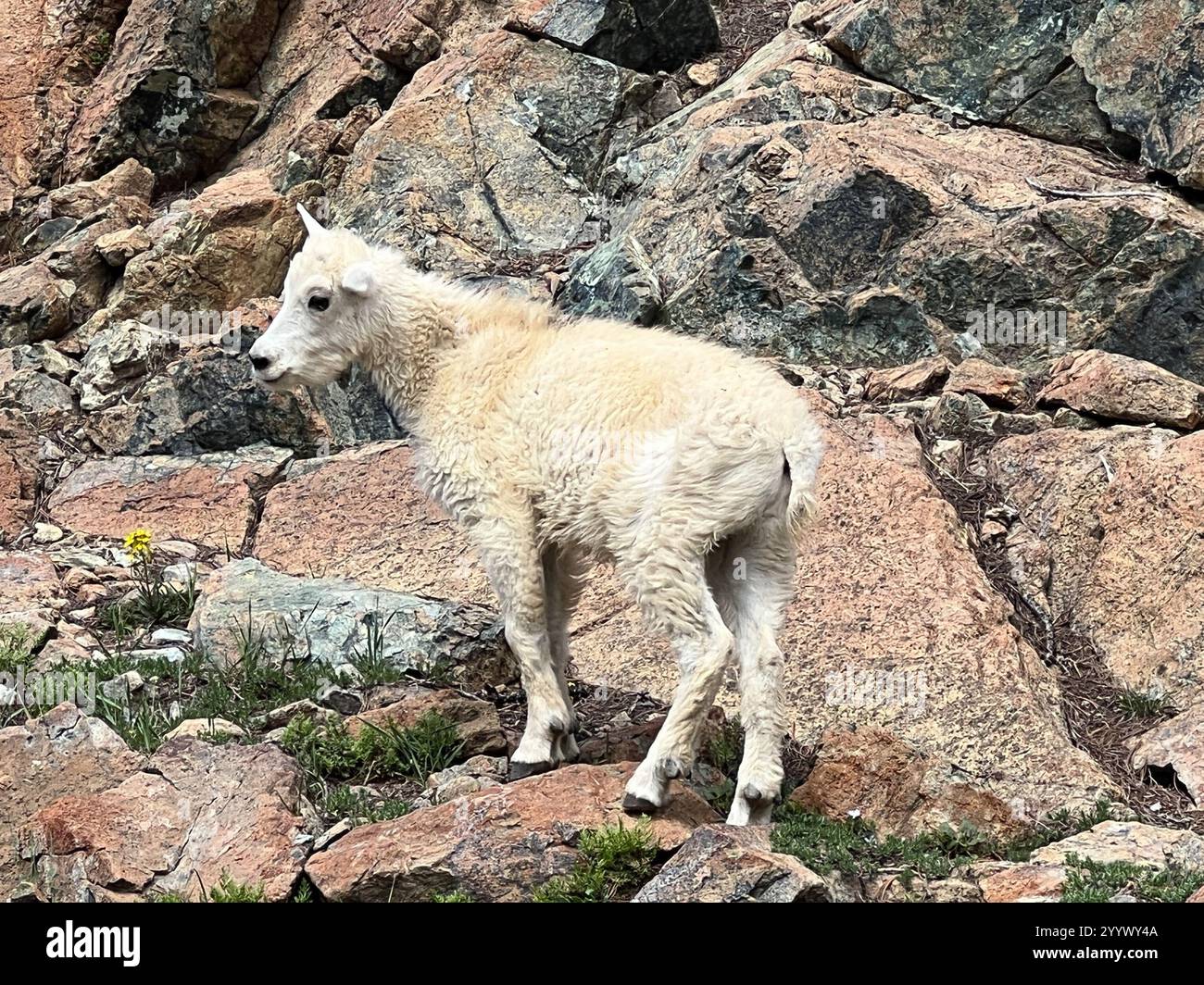 Mountain Goat (Oreamnos americanus Stock Photo - Alamy