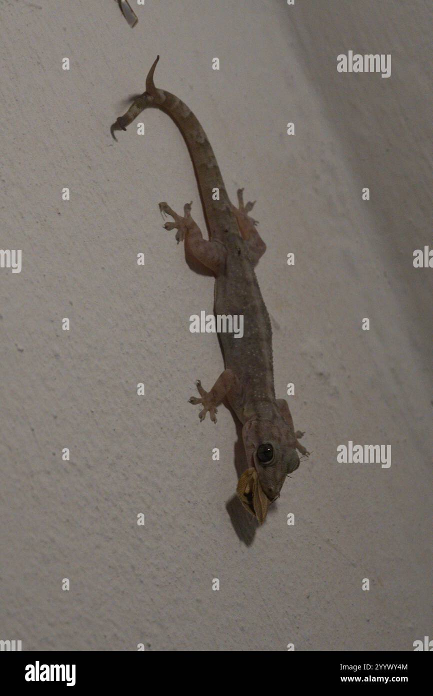 Brazilian Gecko (Phyllopezus pollicaris Stock Photo - Alamy