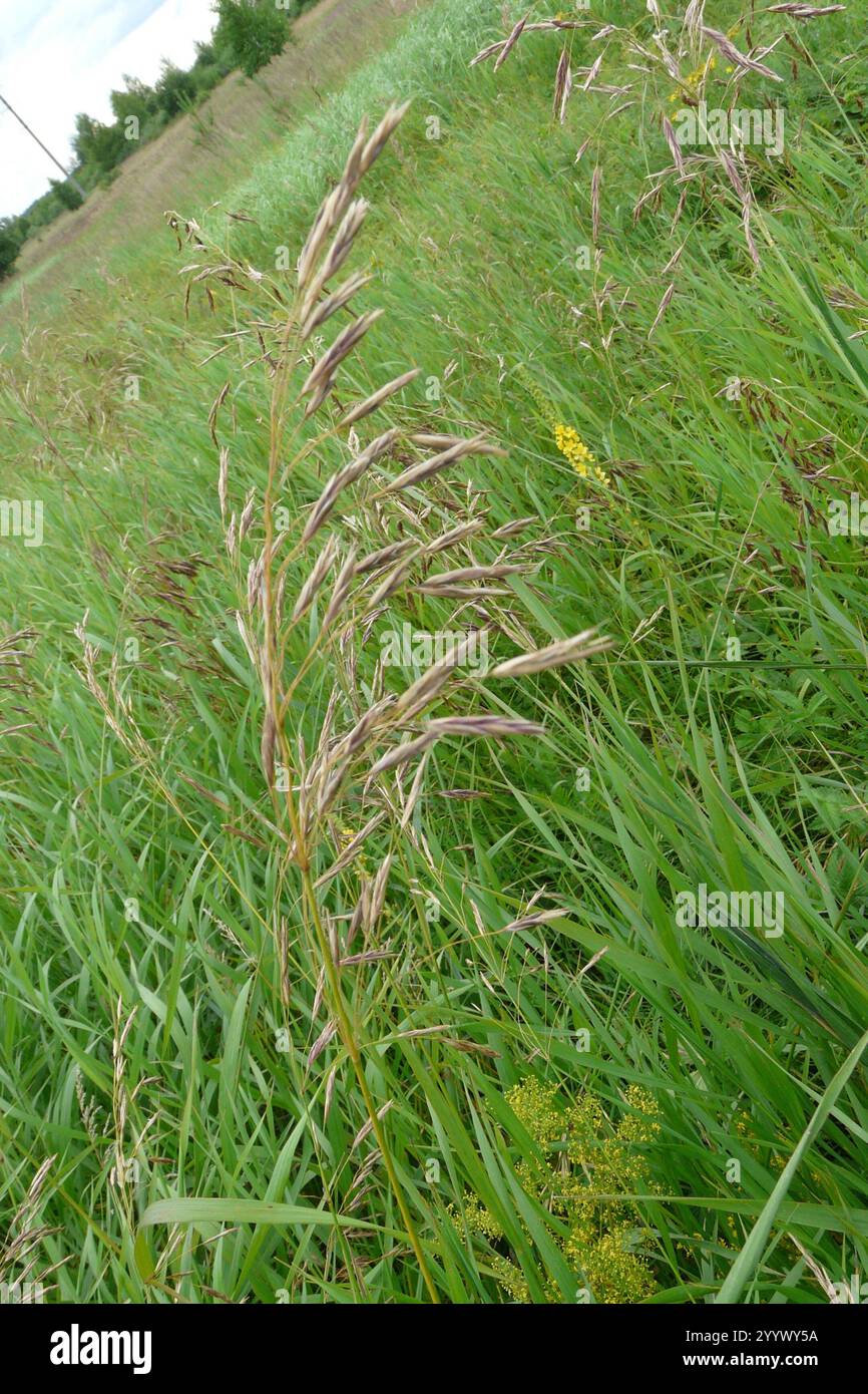 Smooth Brome (Bromus inermis Stock Photo - Alamy