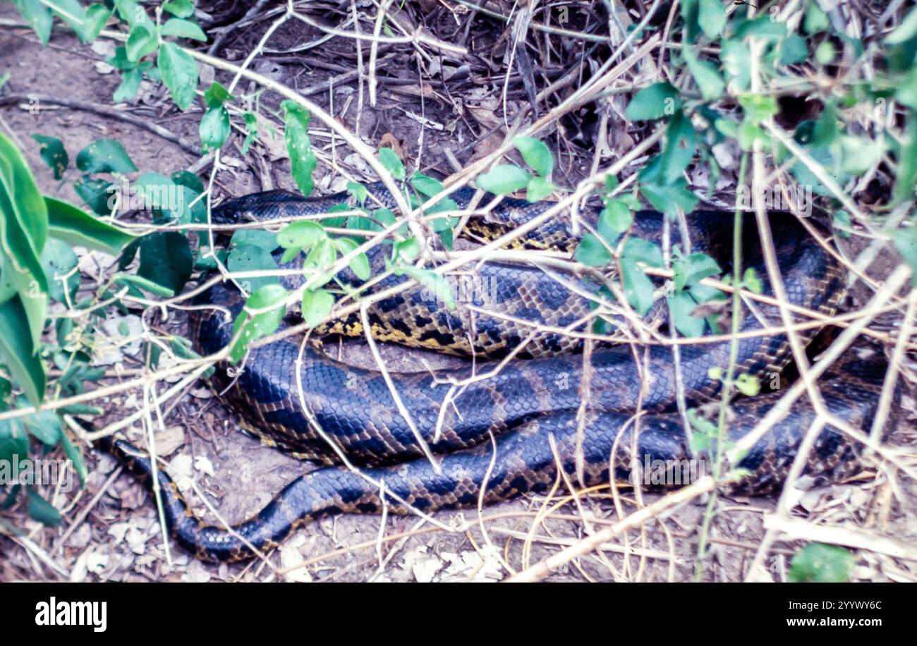 Yellow Anaconda (Eunectes notaeus Stock Photo - Alamy