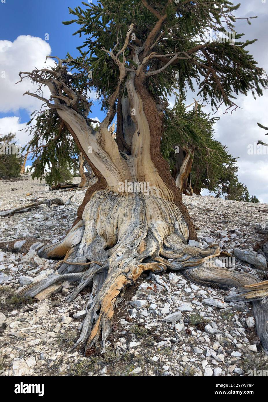 Great Basin bristlecone pine (Pinus longaeva Stock Photo - Alamy