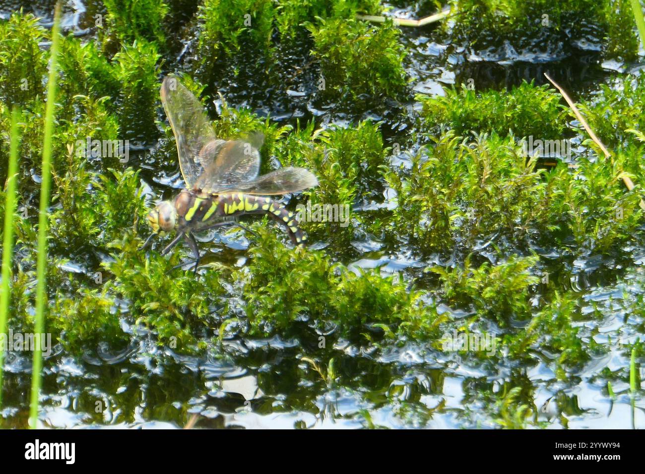 Sedge Darner (Aeshna juncea Stock Photo - Alamy