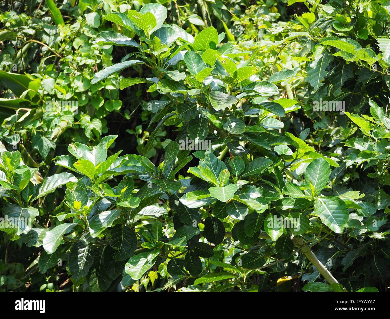 Hauili fig tree (Ficus septica Stock Photo - Alamy