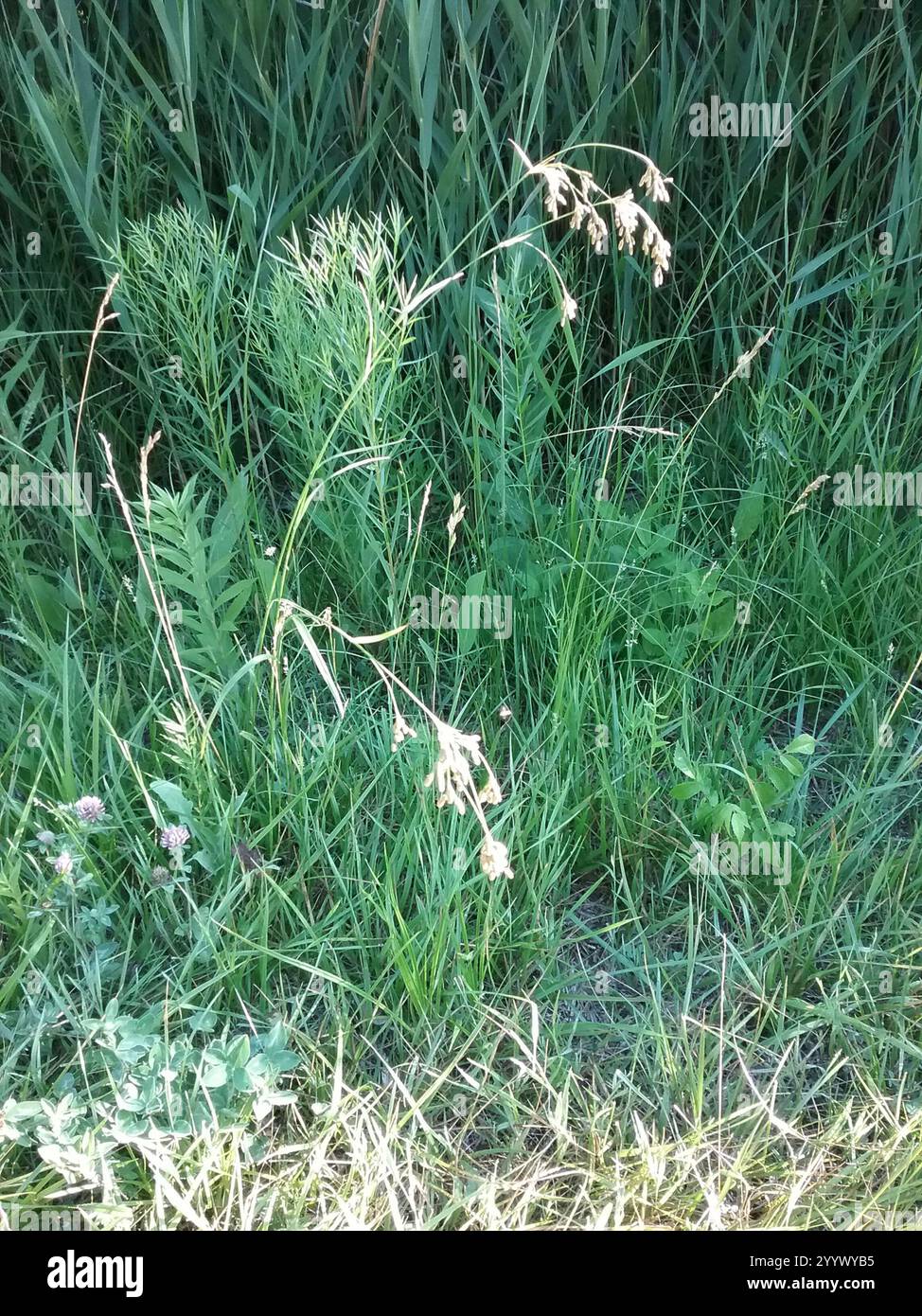 nodding bulrush (Scirpus pendulus Stock Photo - Alamy