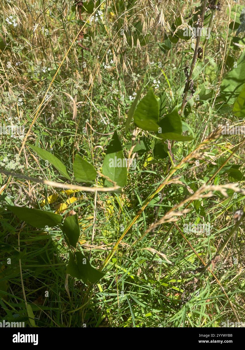 American groundnut (Apios americana Stock Photo - Alamy