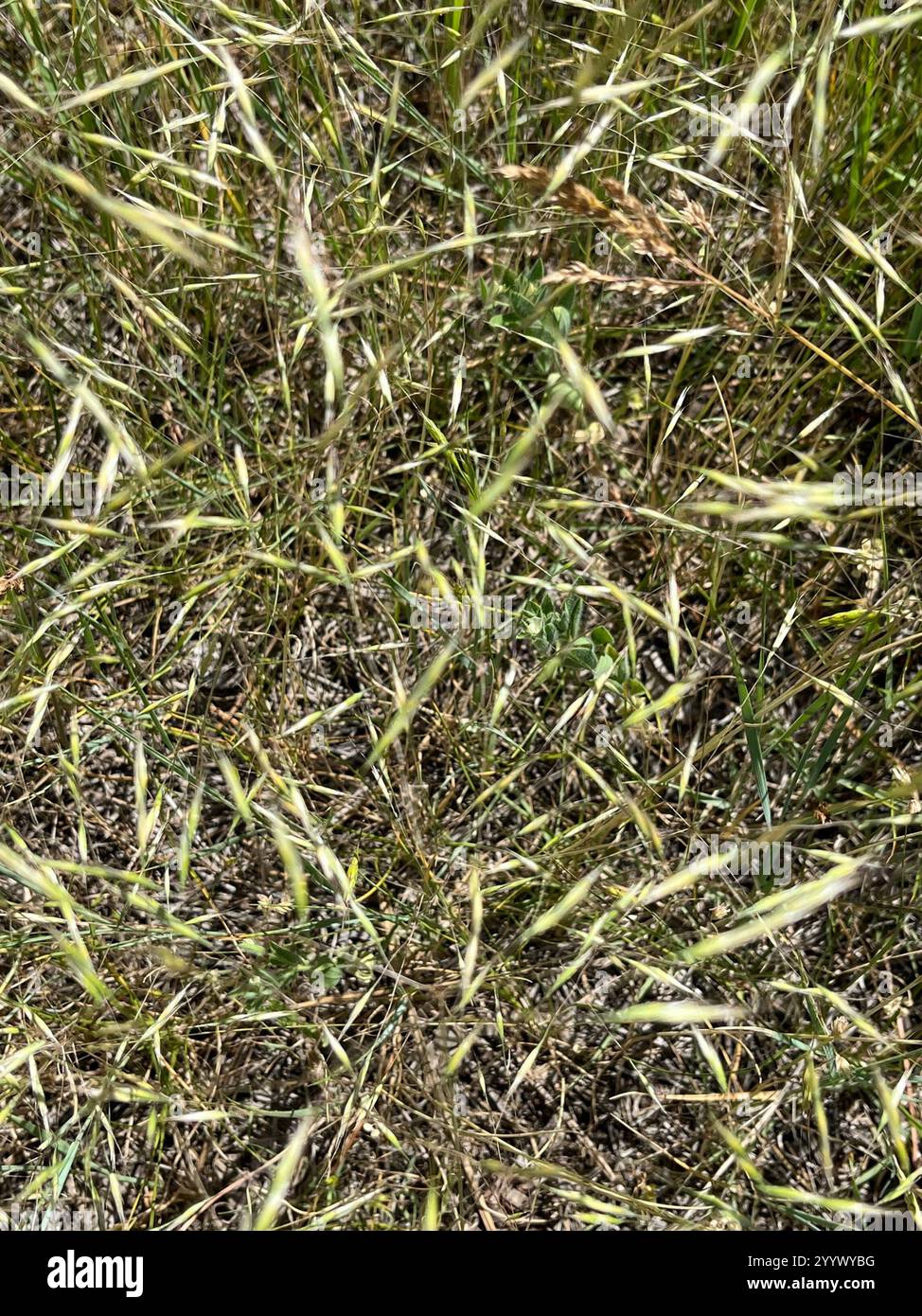 North Africa Grass (Ventenata dubia Stock Photo - Alamy