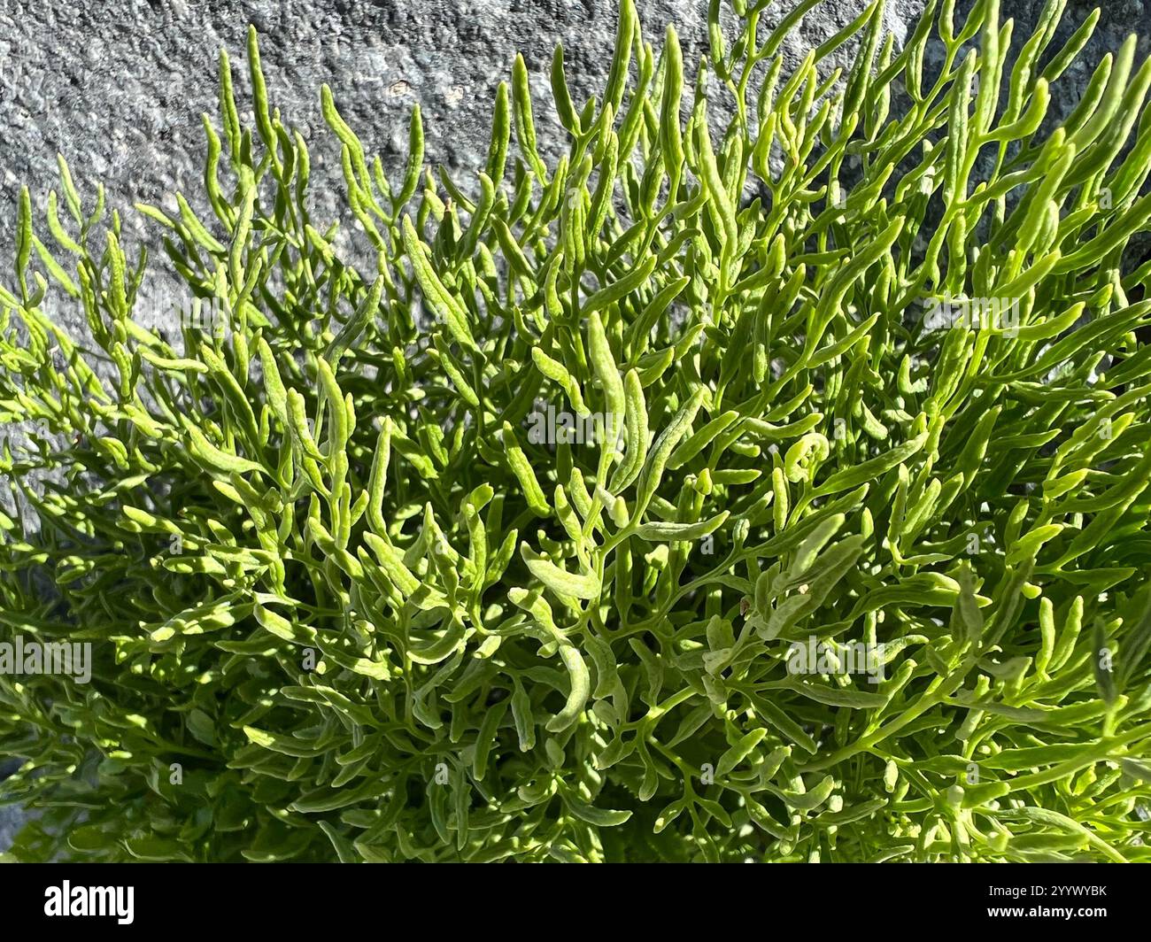Cascadensis hi-res stock photography and images - Alamy