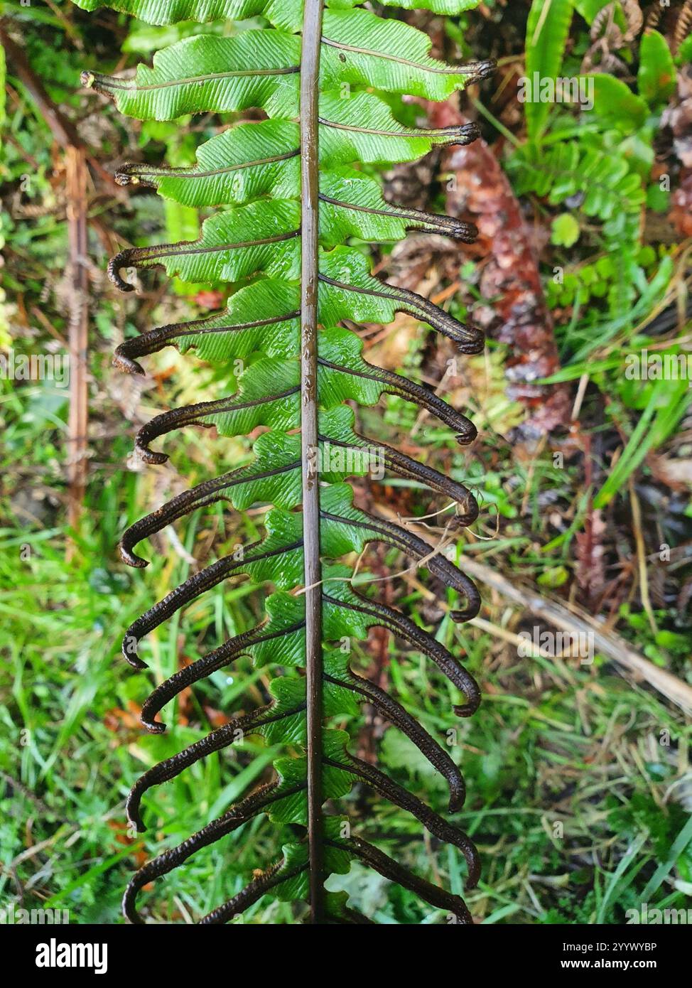 Lomaria discolor hi-res stock photography and images - Alamy