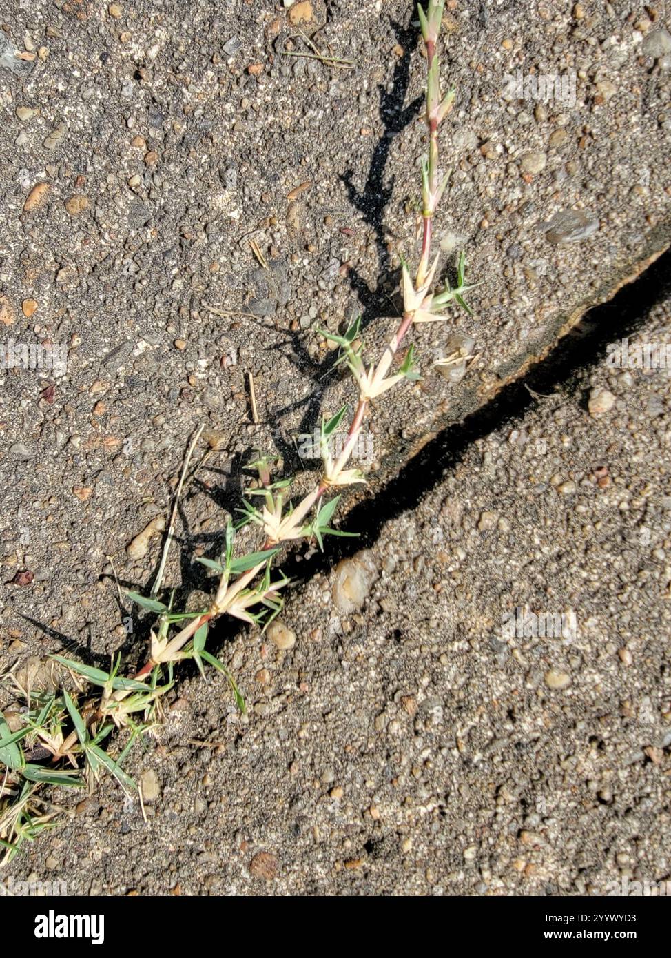 Bermuda grass (Cynodon dactylon Stock Photo - Alamy