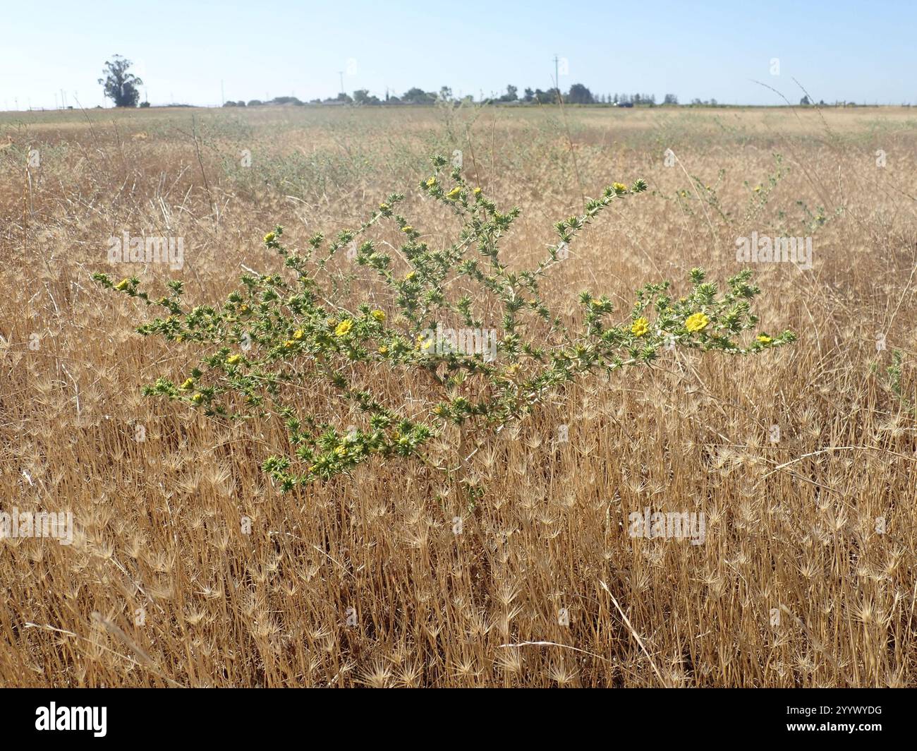 Parry's red tarplant (Centromadia parryi rudis Stock Photo - Alamy