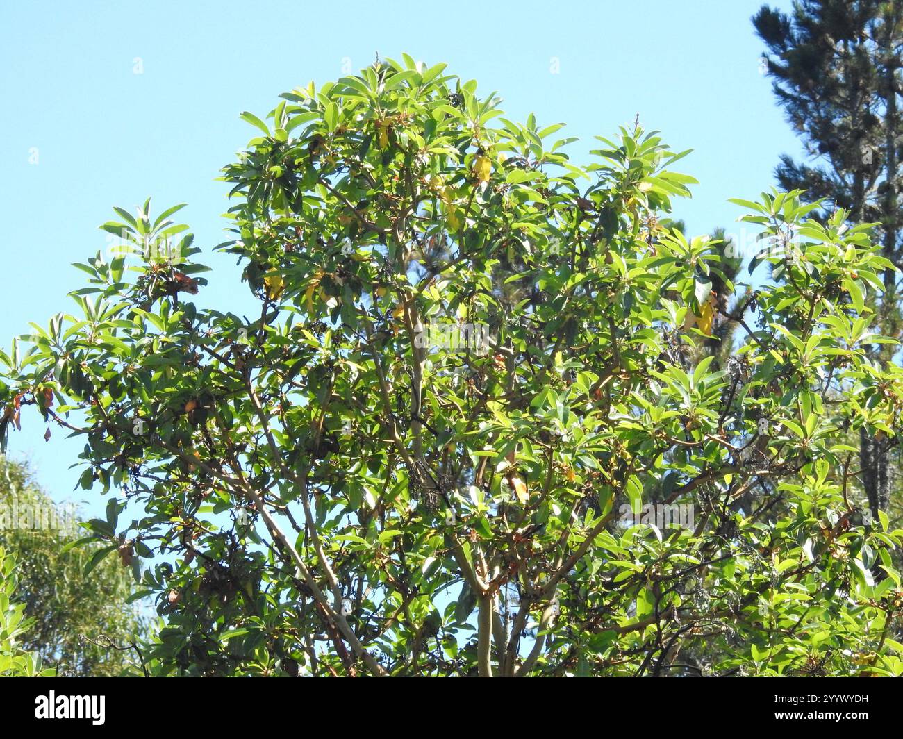 Pacific madrone (Arbutus menziesii Stock Photo - Alamy