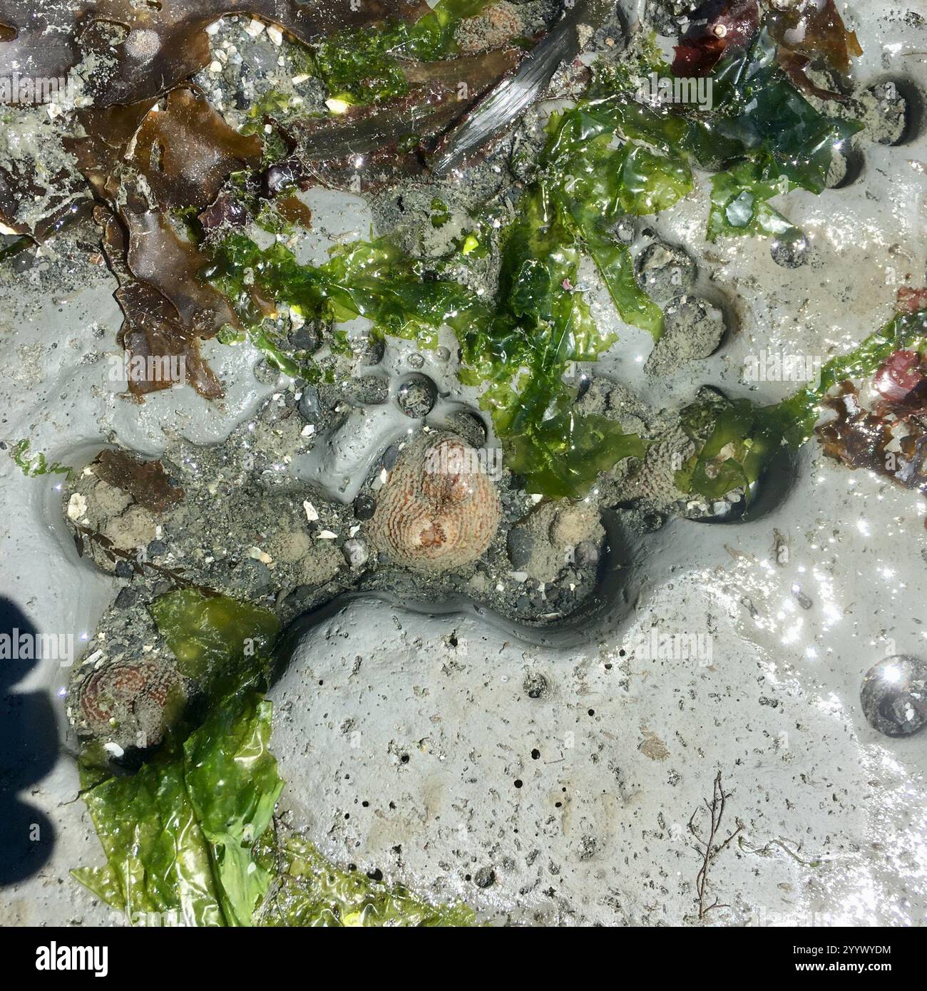 Rough piddock hi-res stock photography and images - Alamy