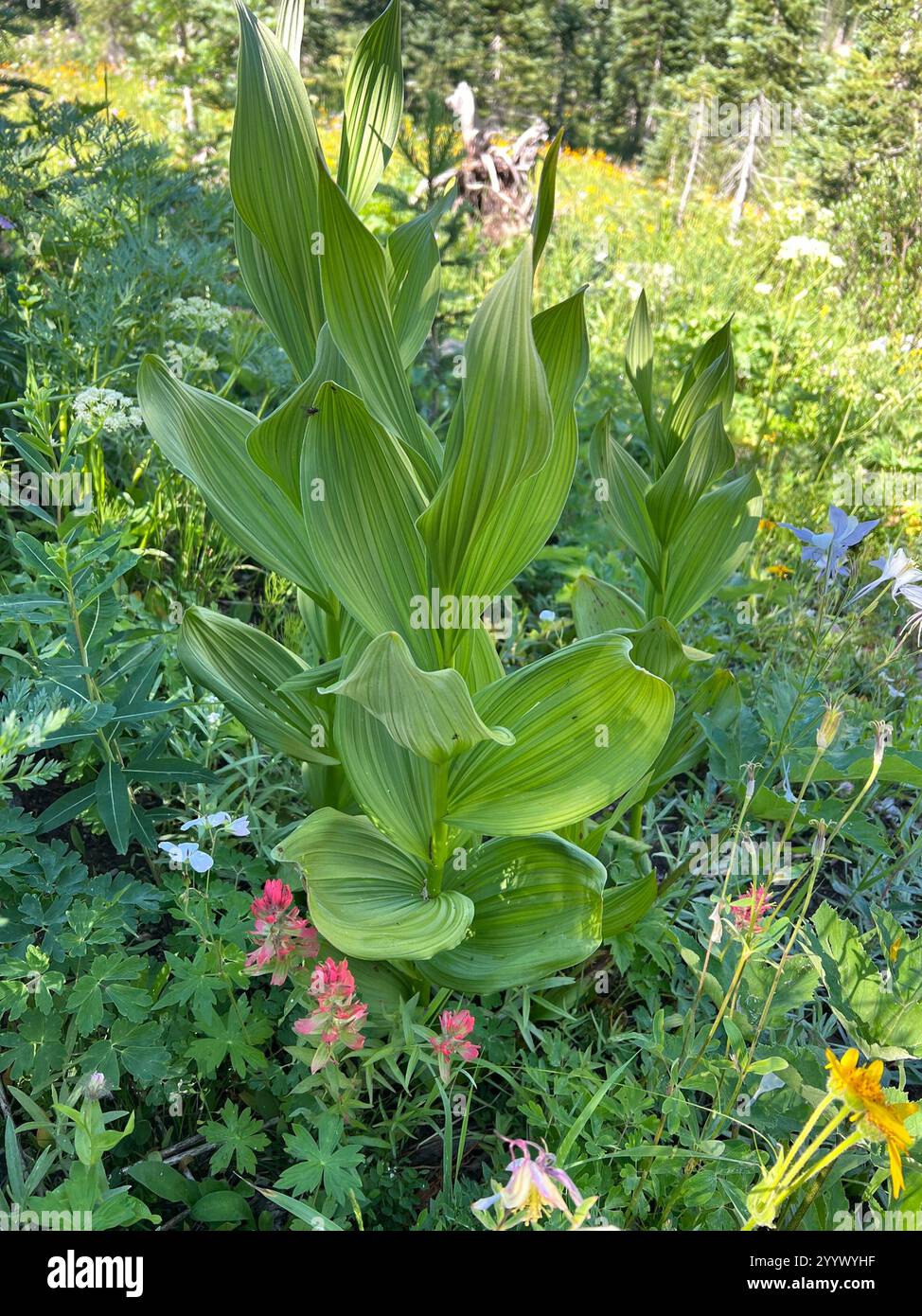 Corn Lily (Veratrum californicum Stock Photo - Alamy