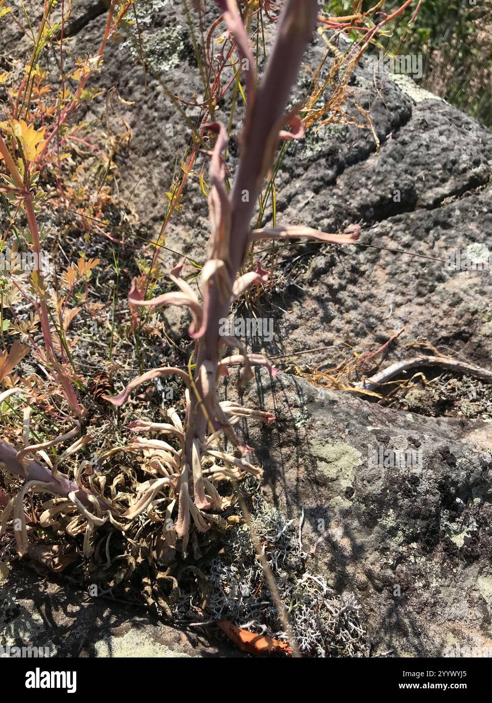 Graham's Rockcress (Boechera grahamii Stock Photo - Alamy