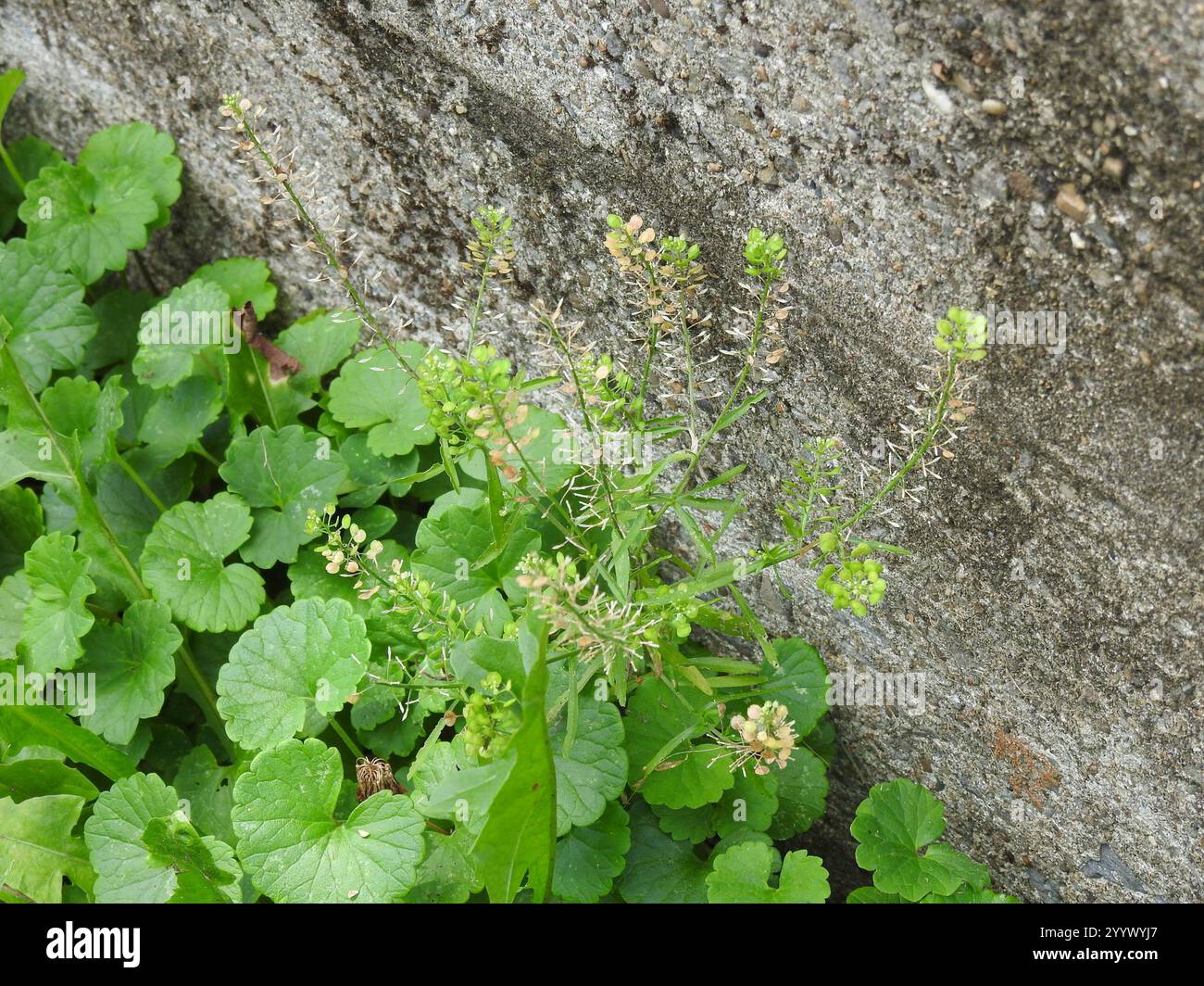 Virginia pepperweed (Lepidium virginicum Stock Photo - Alamy