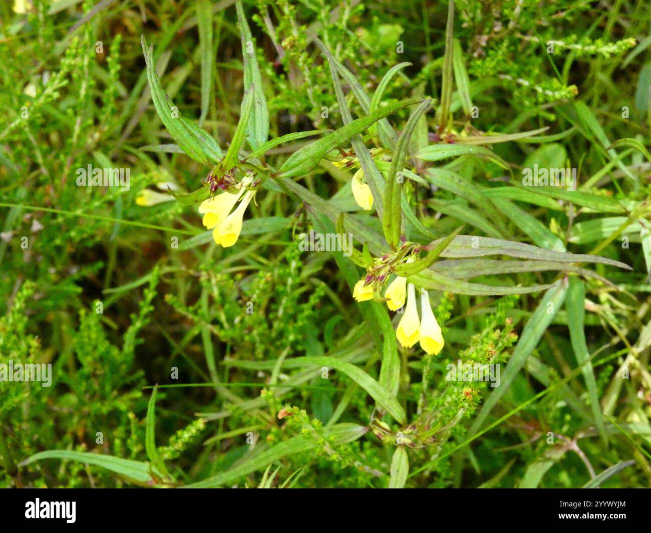 Common Cow-wheat (Melampyrum pratense Stock Photo - Alamy