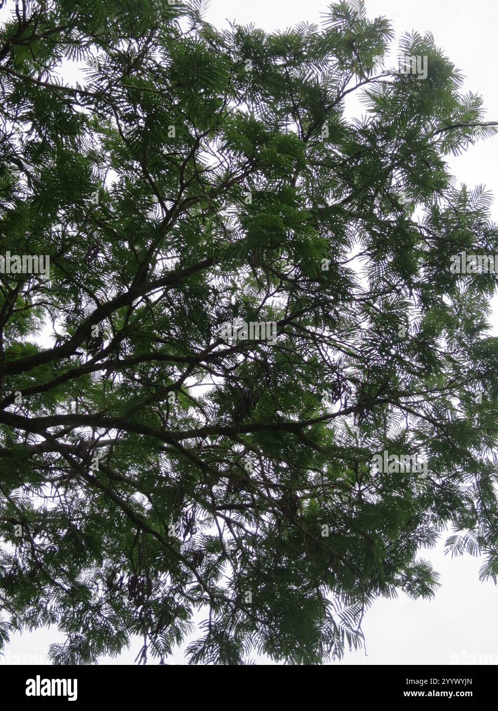 African locust bean (Parkia biglobosa Stock Photo - Alamy
