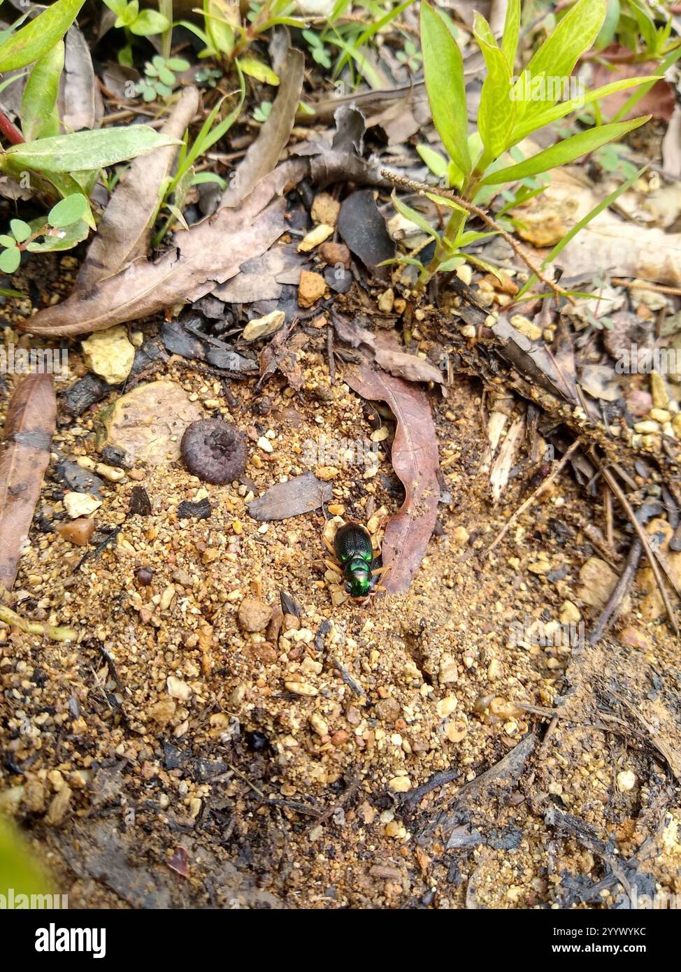 Virginia Metallic Tiger Beetle (Tetracha virginica Stock Photo - Alamy