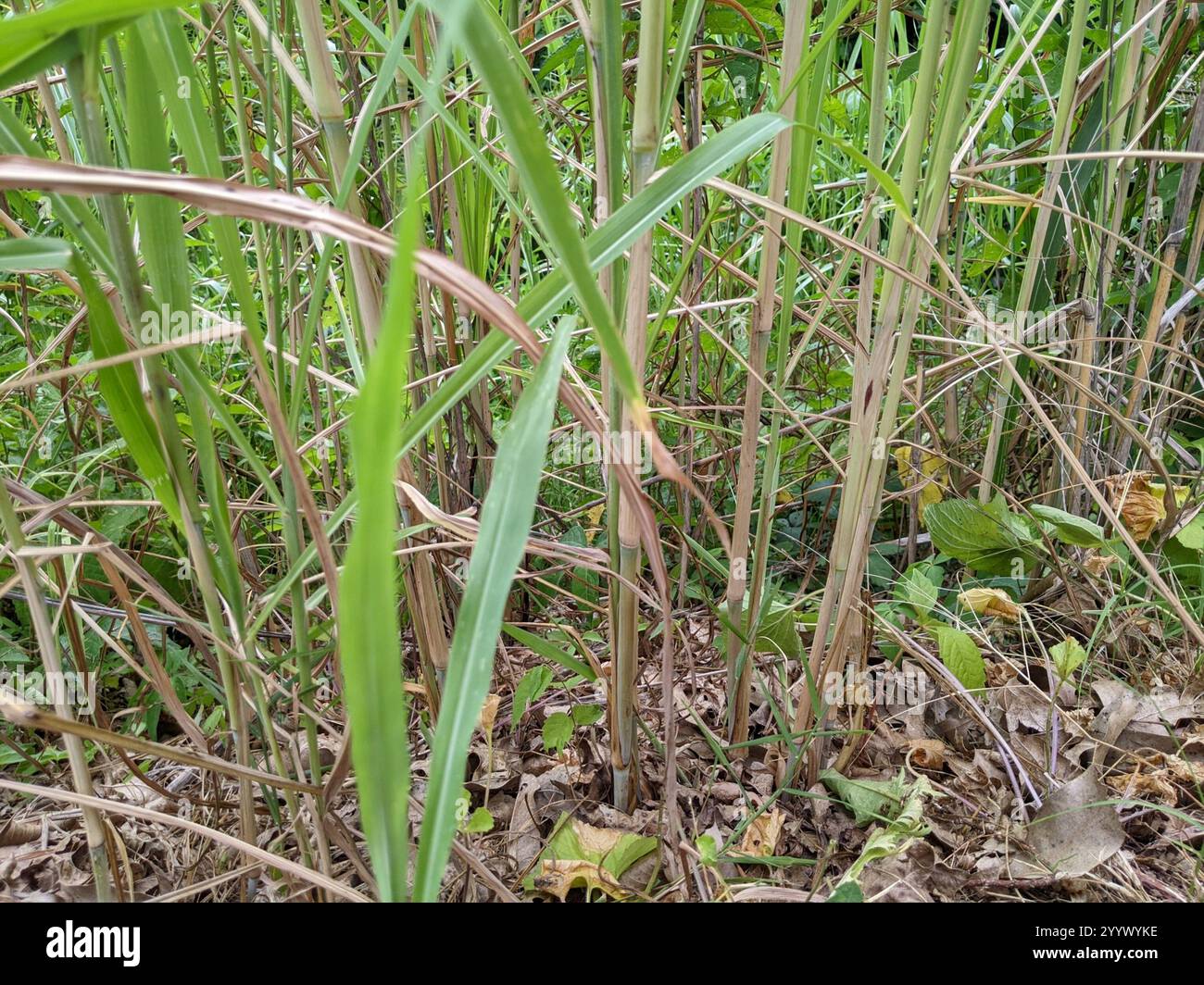 Johnson grass (Sorghum halepense Stock Photo - Alamy