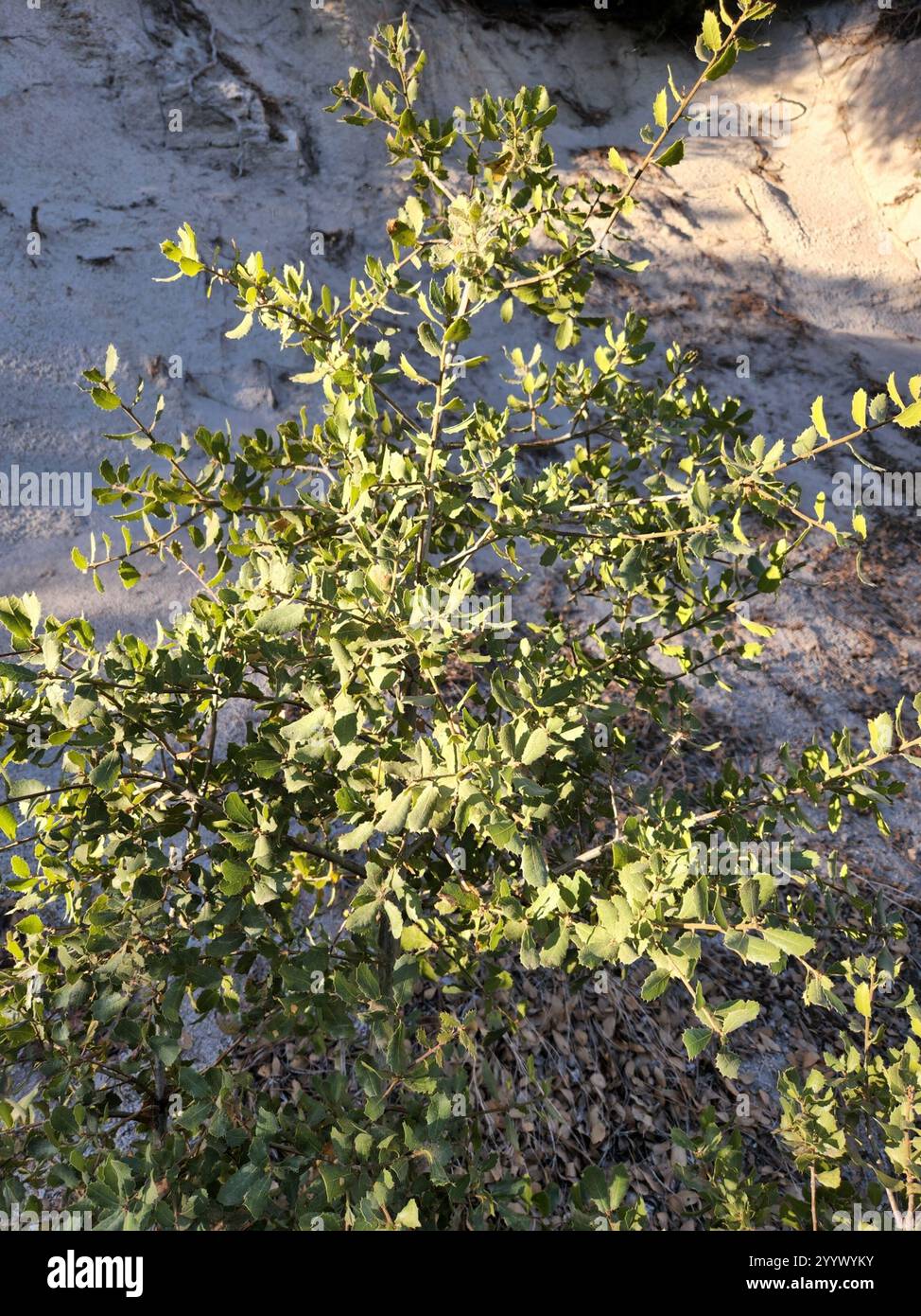 interior live oak (Quercus wislizeni Stock Photo - Alamy