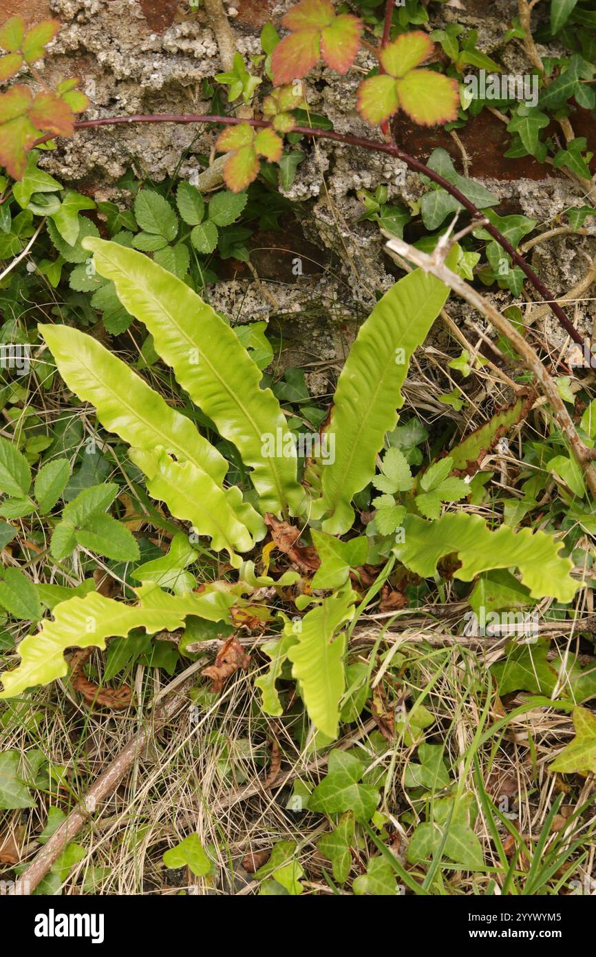 Hart's-tongue fern (Asplenium scolopendrium Stock Photo - Alamy
