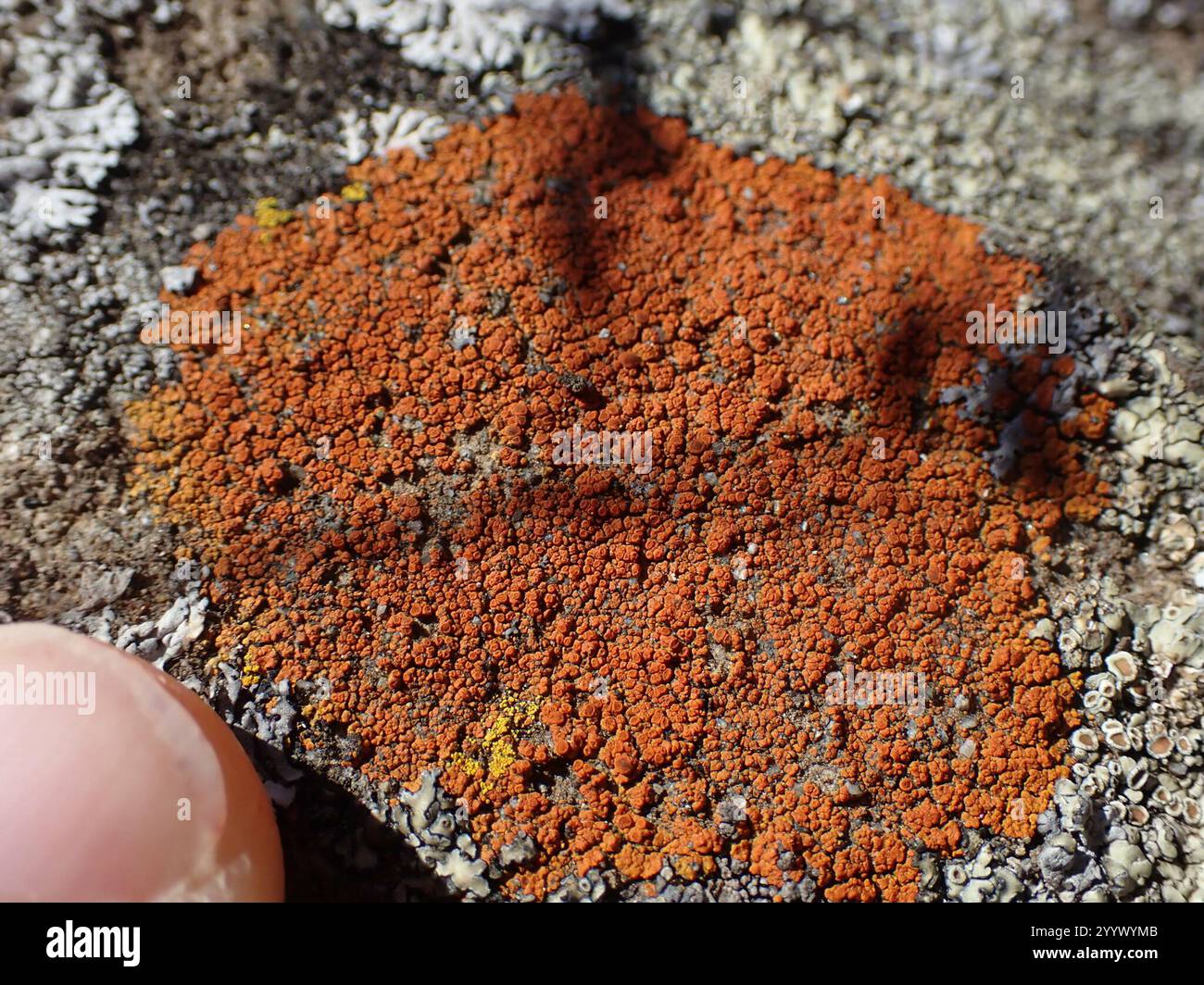 Polycauliona hi-res stock photography and images - Alamy