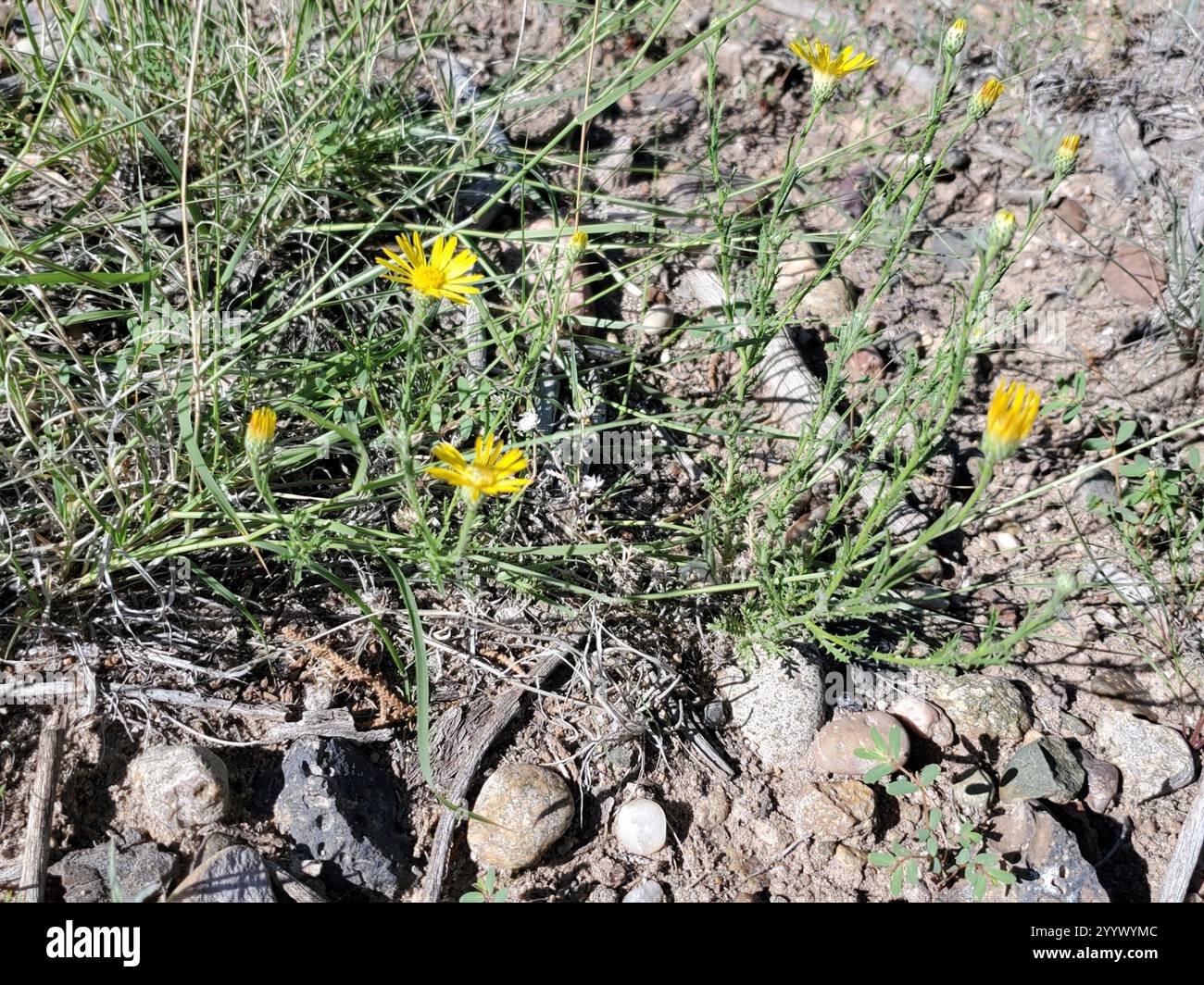 Spiny Goldenweed (Xanthisma spinulosum Stock Photo - Alamy