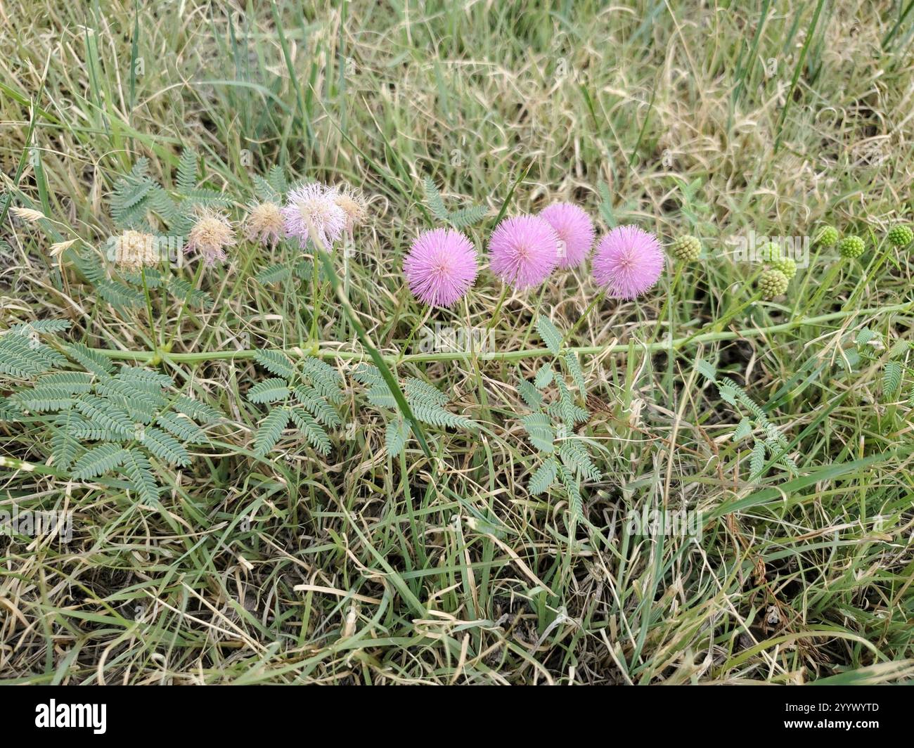 Catclaw Briar (Mimosa nuttallii Stock Photo - Alamy