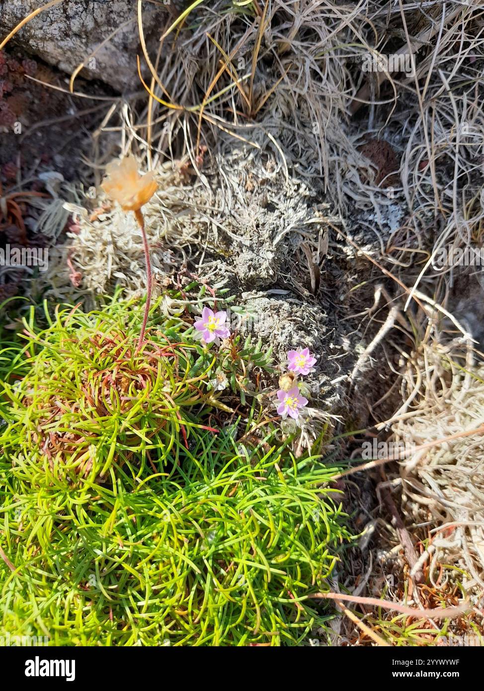Rock Sea-spurrey (Spergularia rupicola Stock Photo - Alamy