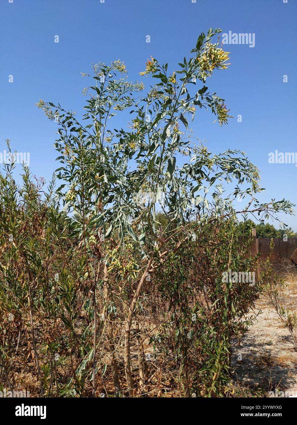tree tobacco (Nicotiana glauca Stock Photo - Alamy