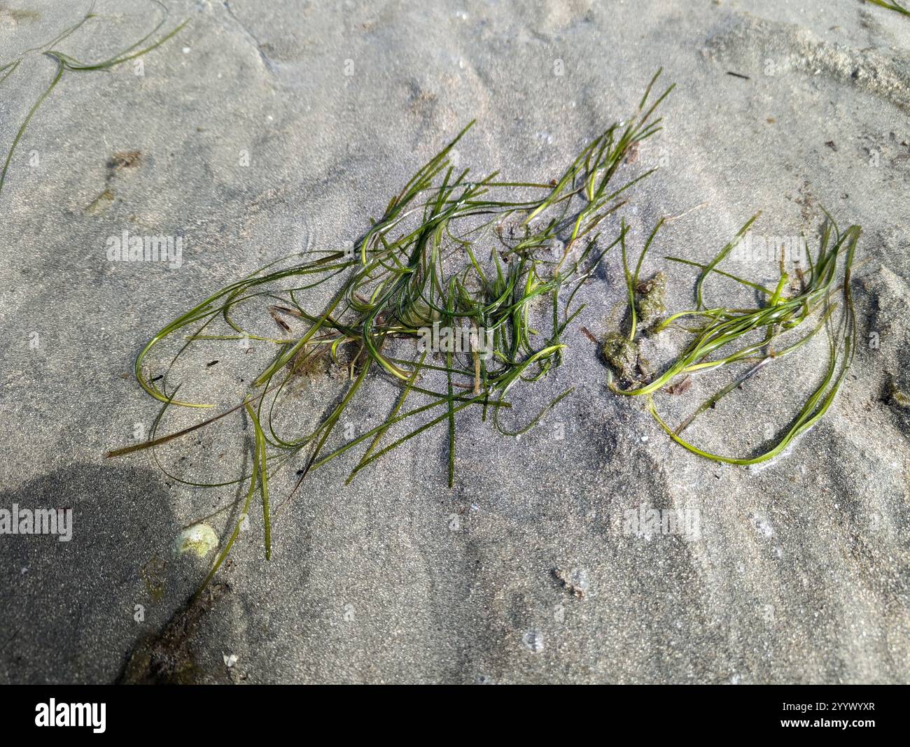 Eelgrass (Zostera marina Stock Photo - Alamy