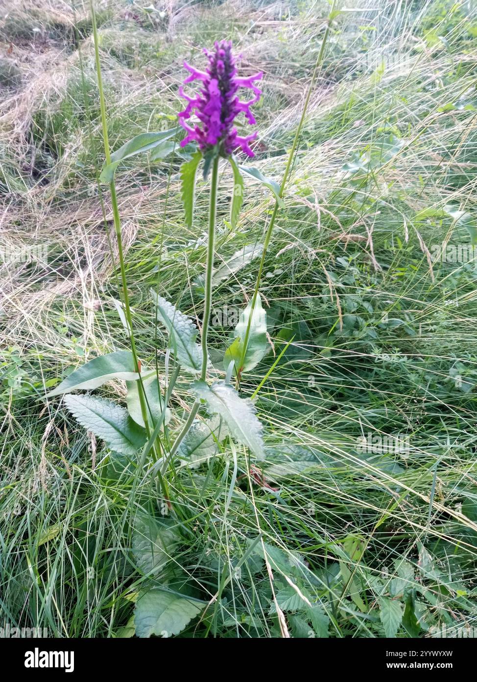 common hedge-nettle (Betonica officinalis Stock Photo - Alamy