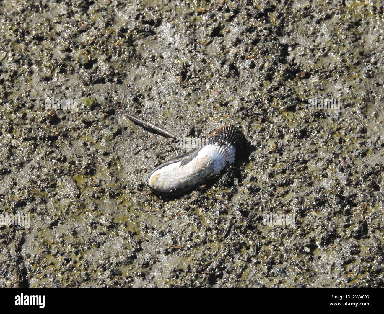 Atlantic Ribbed Mussel (Geukensia demissa Stock Photo - Alamy