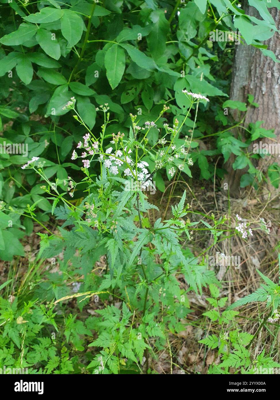 upright hedge-parsley (Torilis japonica Stock Photo - Alamy