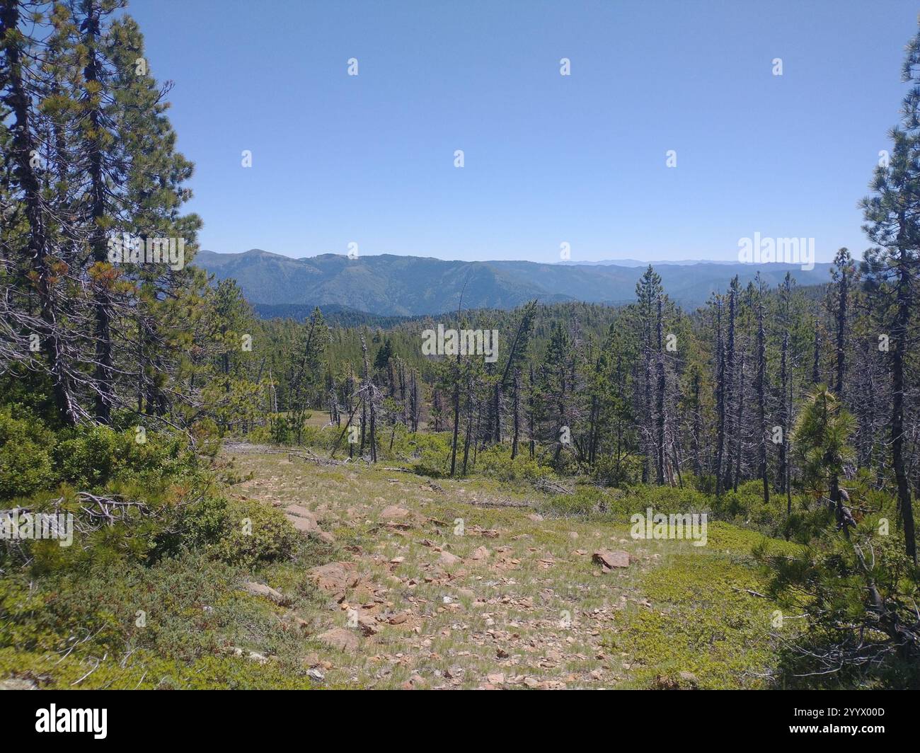 knobcone pine (Pinus attenuata Stock Photo - Alamy