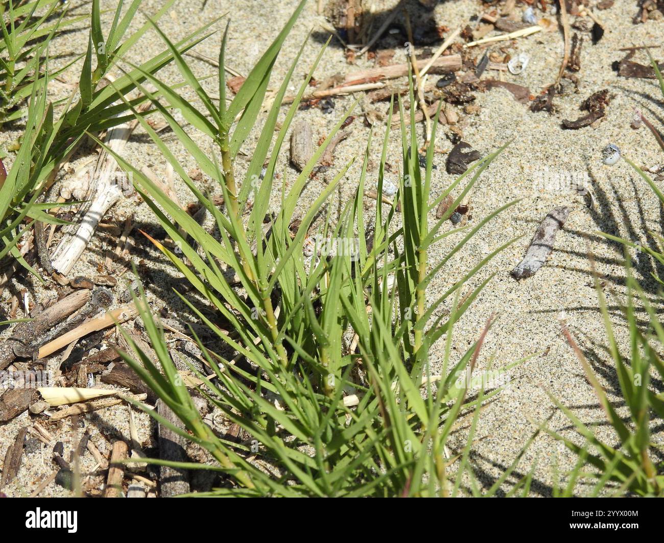 Saltgrass (Distichlis spicata Stock Photo - Alamy