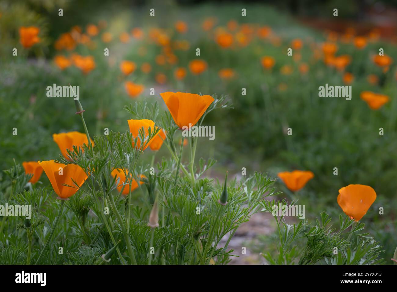 UC Davis Arboretum garden path, in the spring featuring open California ...