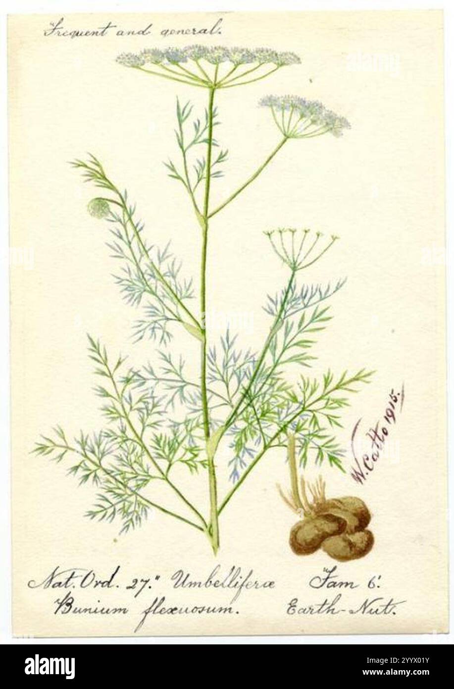 Earth nut bunium flexuosum hi-res stock photography and images - Alamy