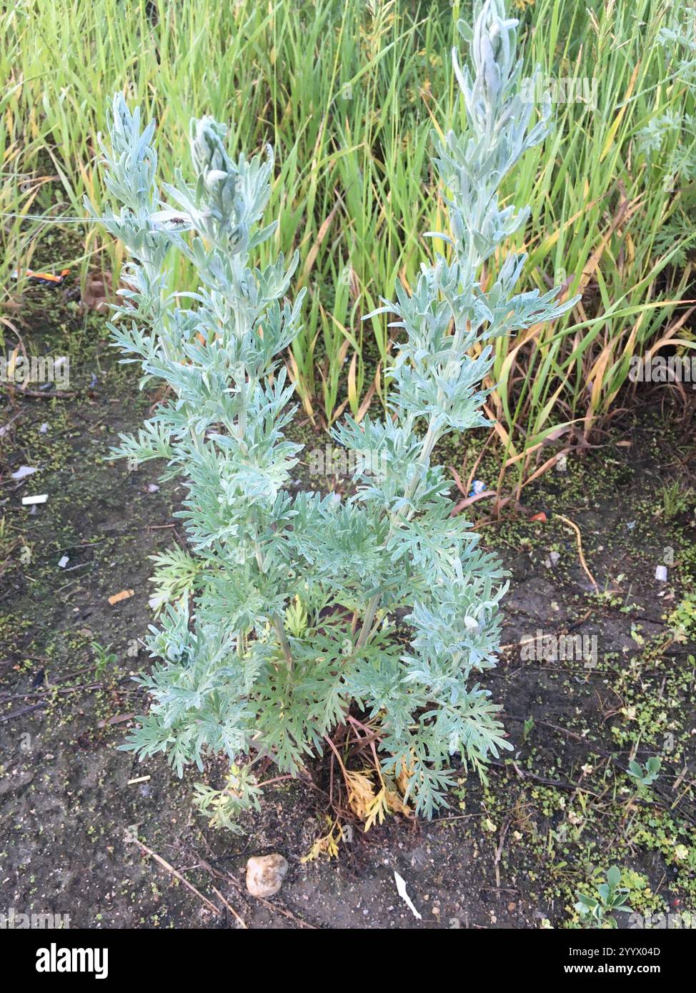 absinthe wormwood (Artemisia absinthium Stock Photo - Alamy
