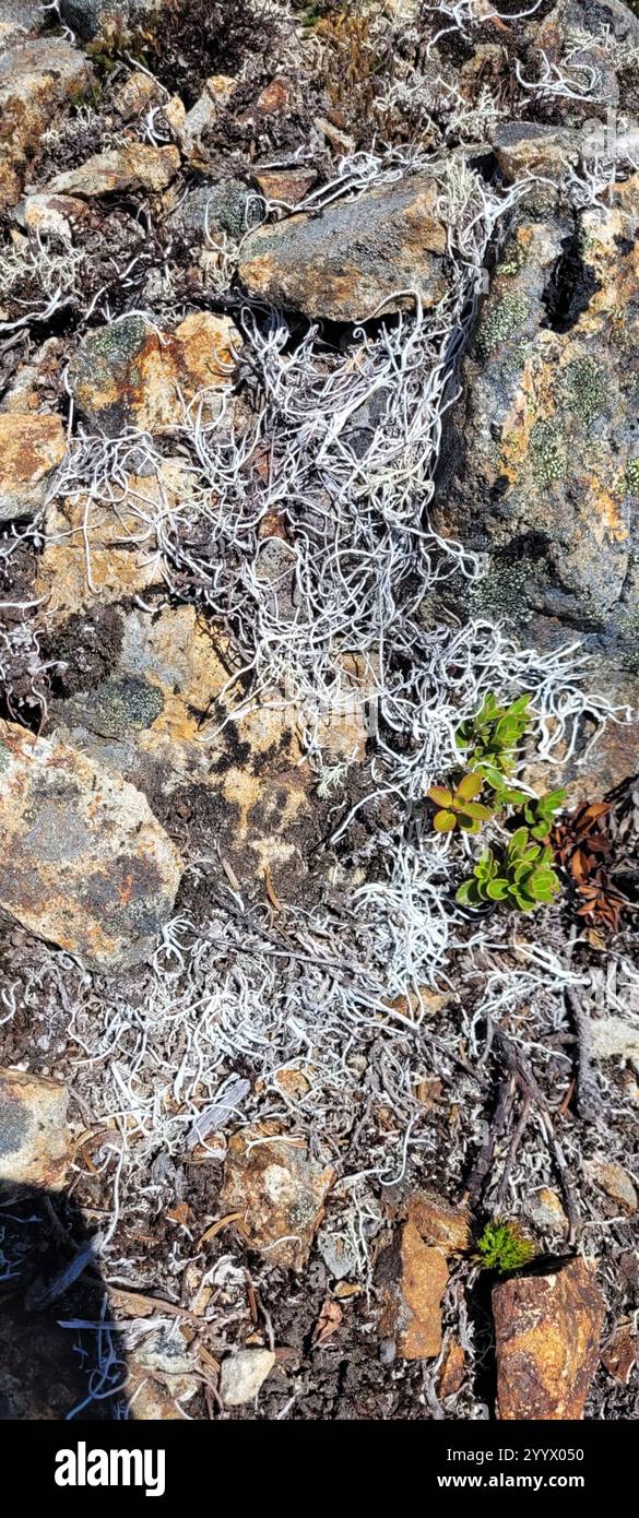 Whiteworm Lichen (Thamnolia vermicularis Stock Photo - Alamy