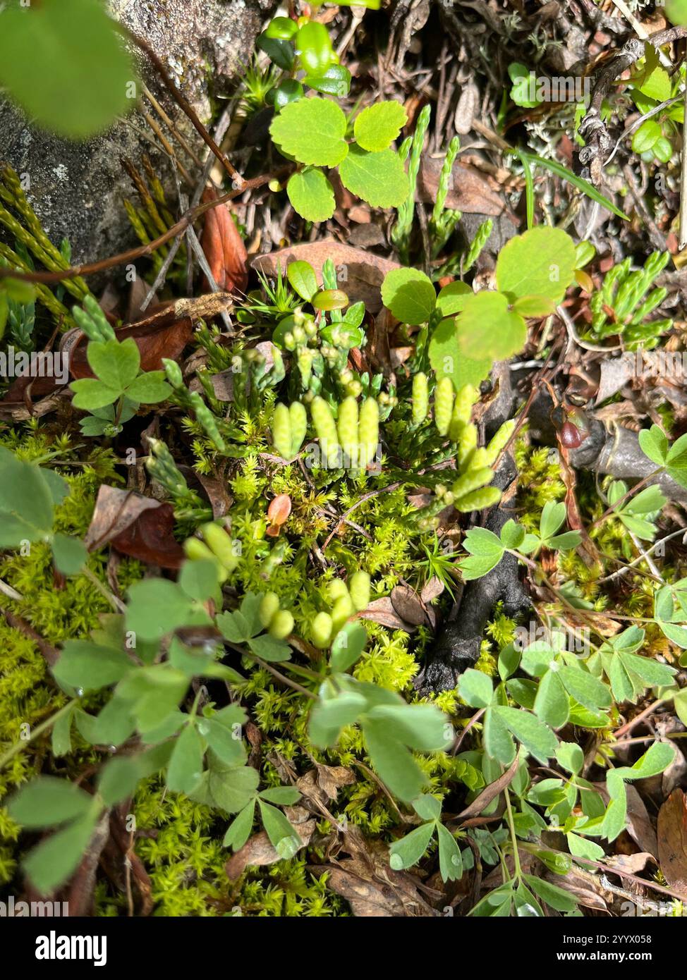 alpine clubmoss (Diphasiastrum alpinum Stock Photo - Alamy