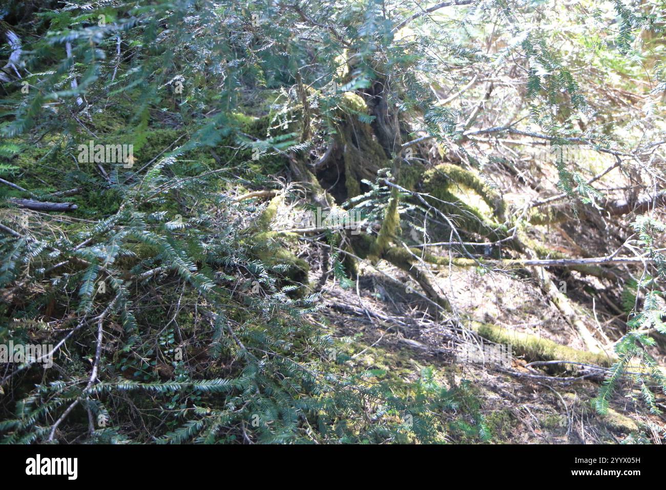 Pacific yew (Taxus brevifolia Stock Photo - Alamy