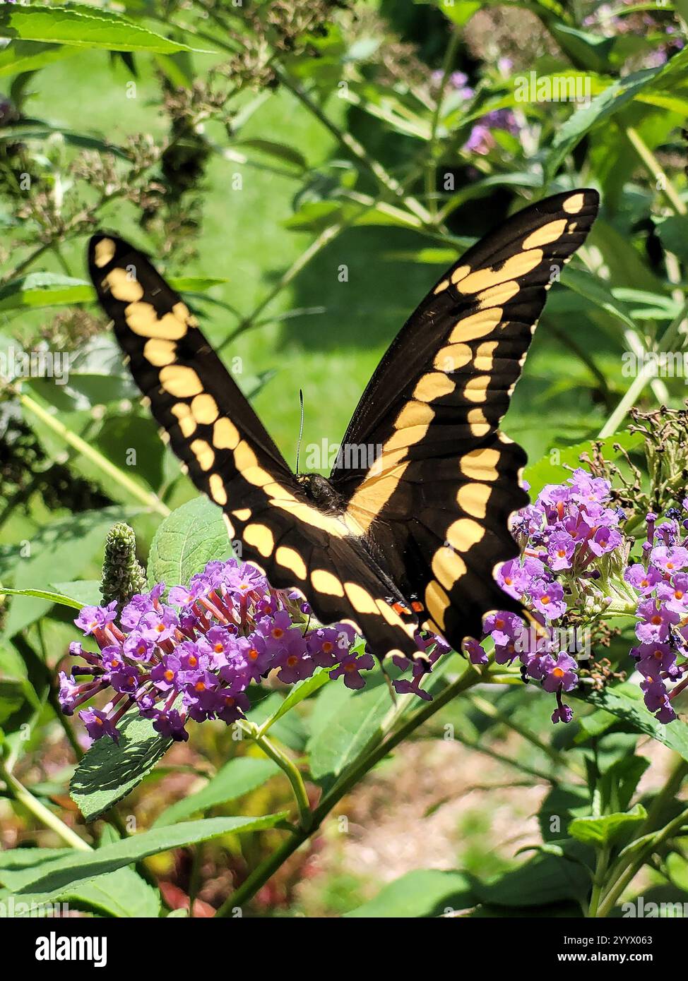 Eastern Giant Swallowtail (Heraclides cresphontes Stock Photo - Alamy
