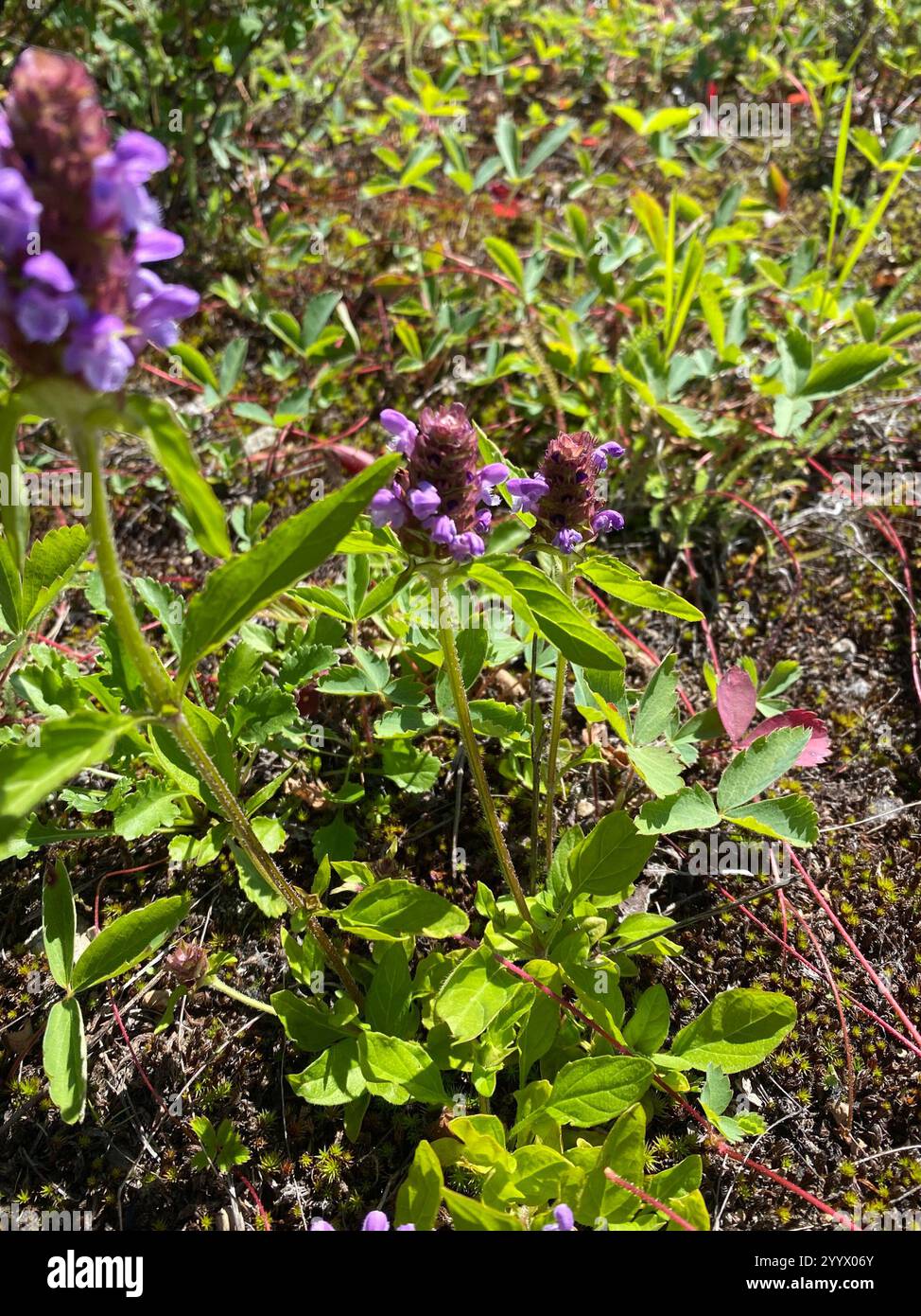 common selfheal (Prunella vulgaris Stock Photo - Alamy